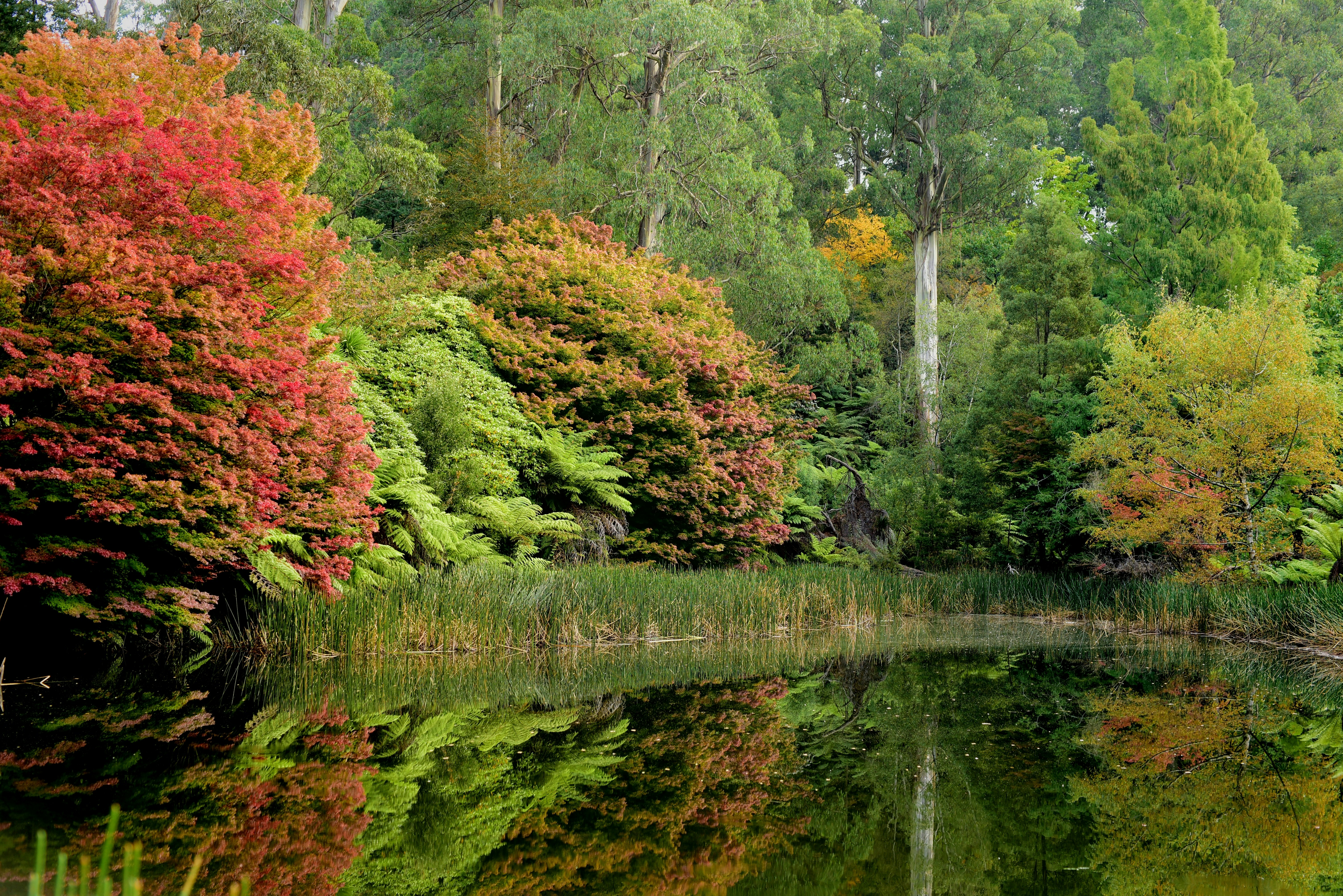 Autumn Mirror: Trees Unfold Along a Quiet Lake