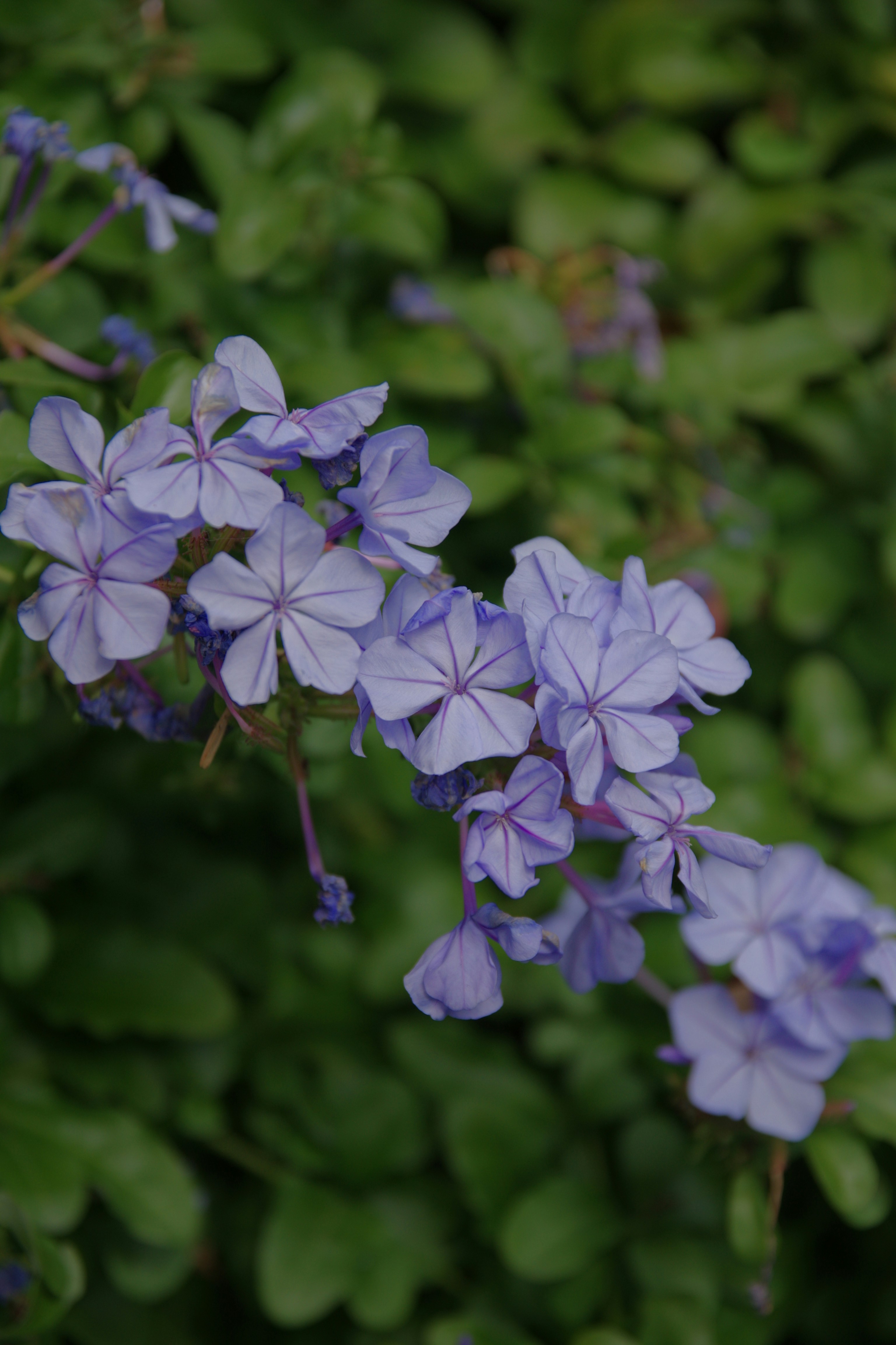 Plumbago auriculata