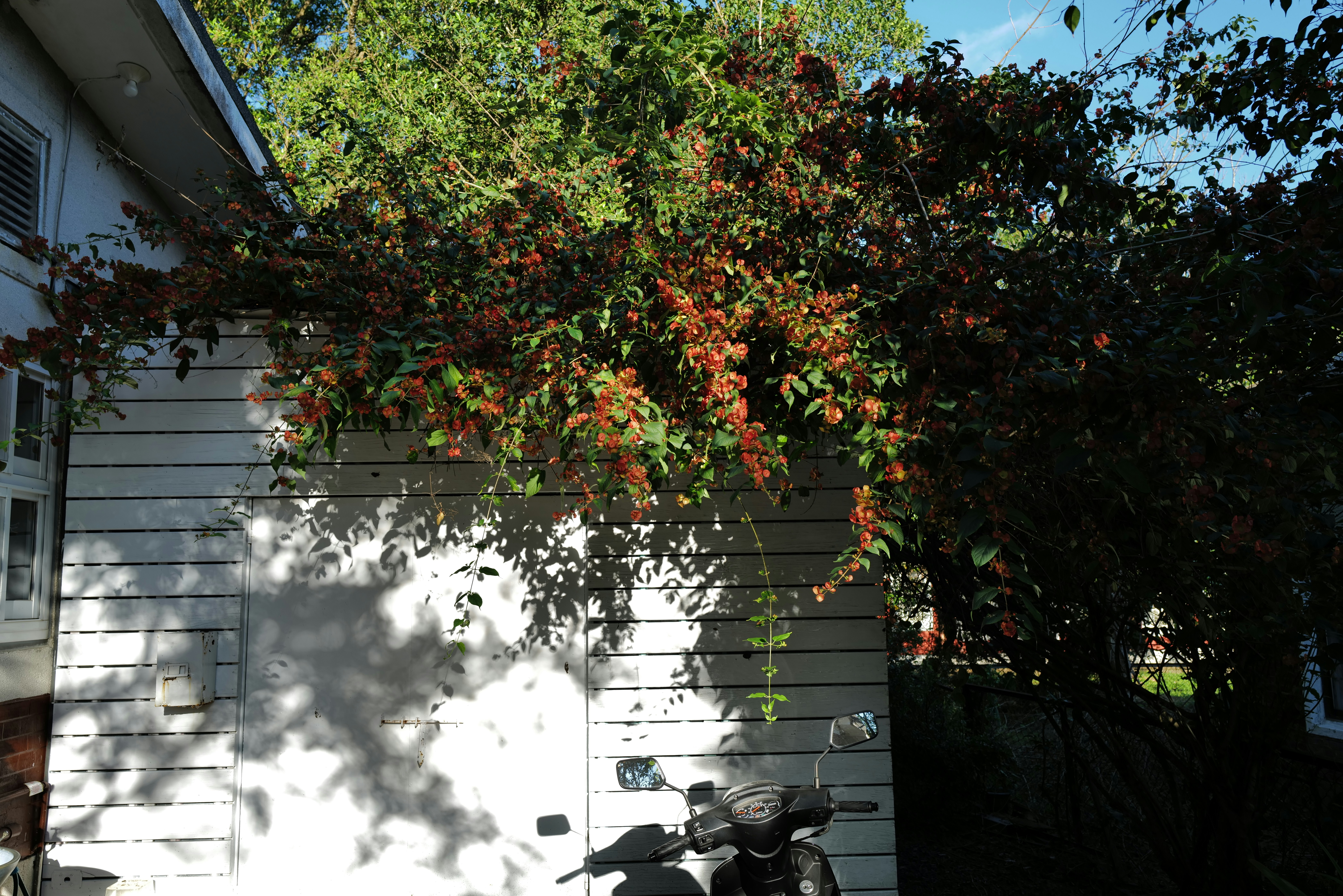 Shaded vines spilling over a sunlit shed