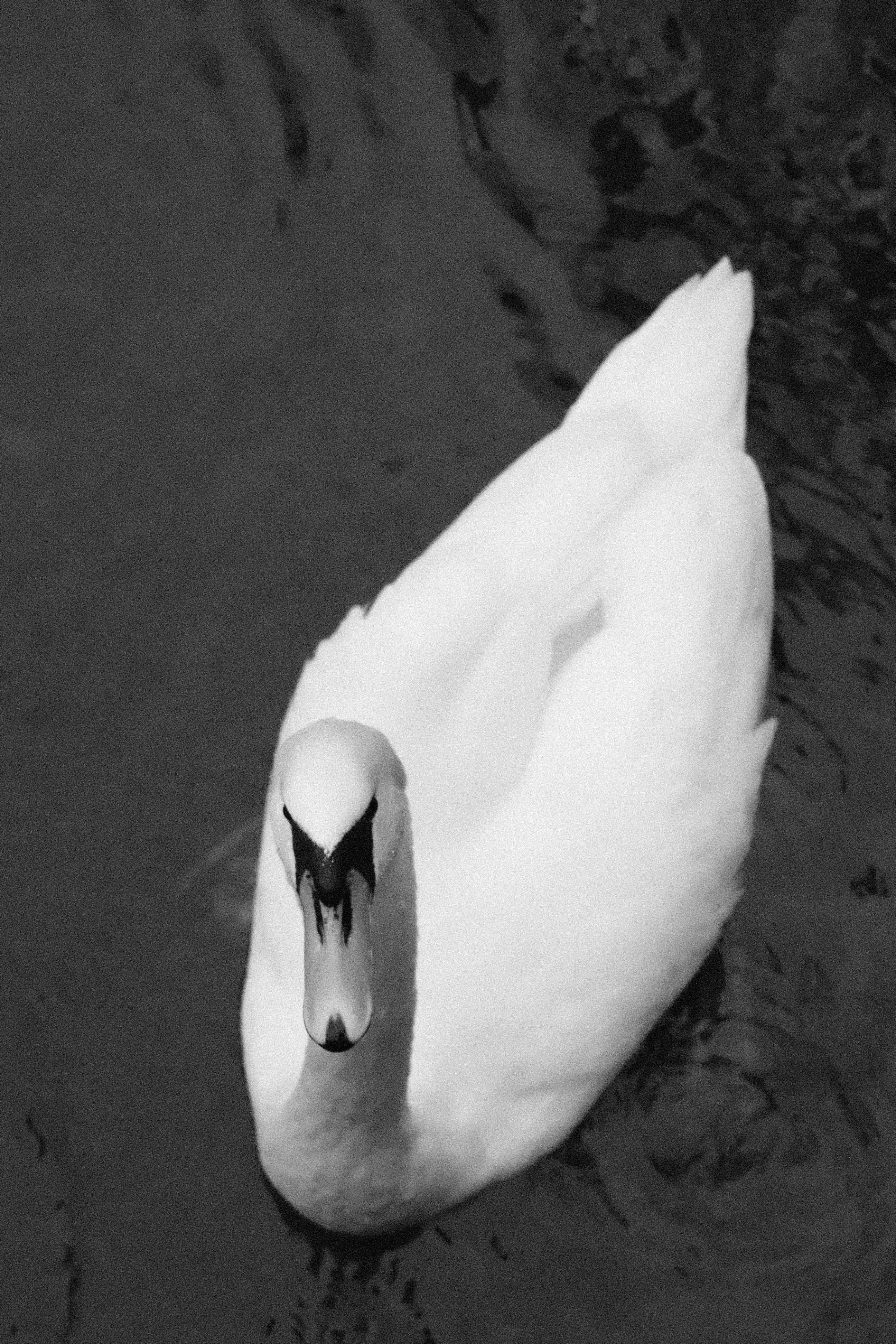 Photo by Miralem-Davy Copra with Fujifilm X100VI