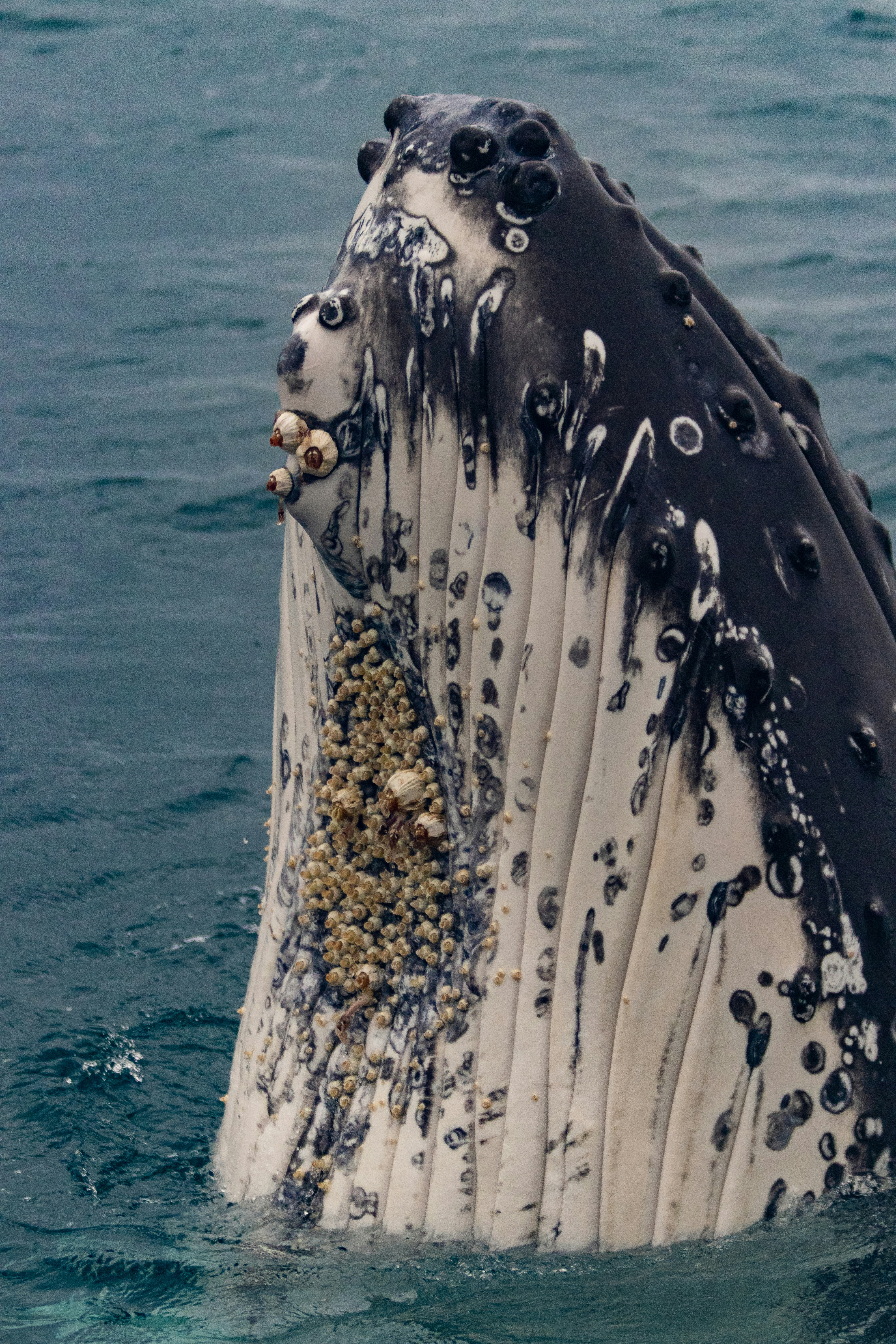 La cabeza de una ballena jorobada cubierta de percebes foto – Imagen de ...