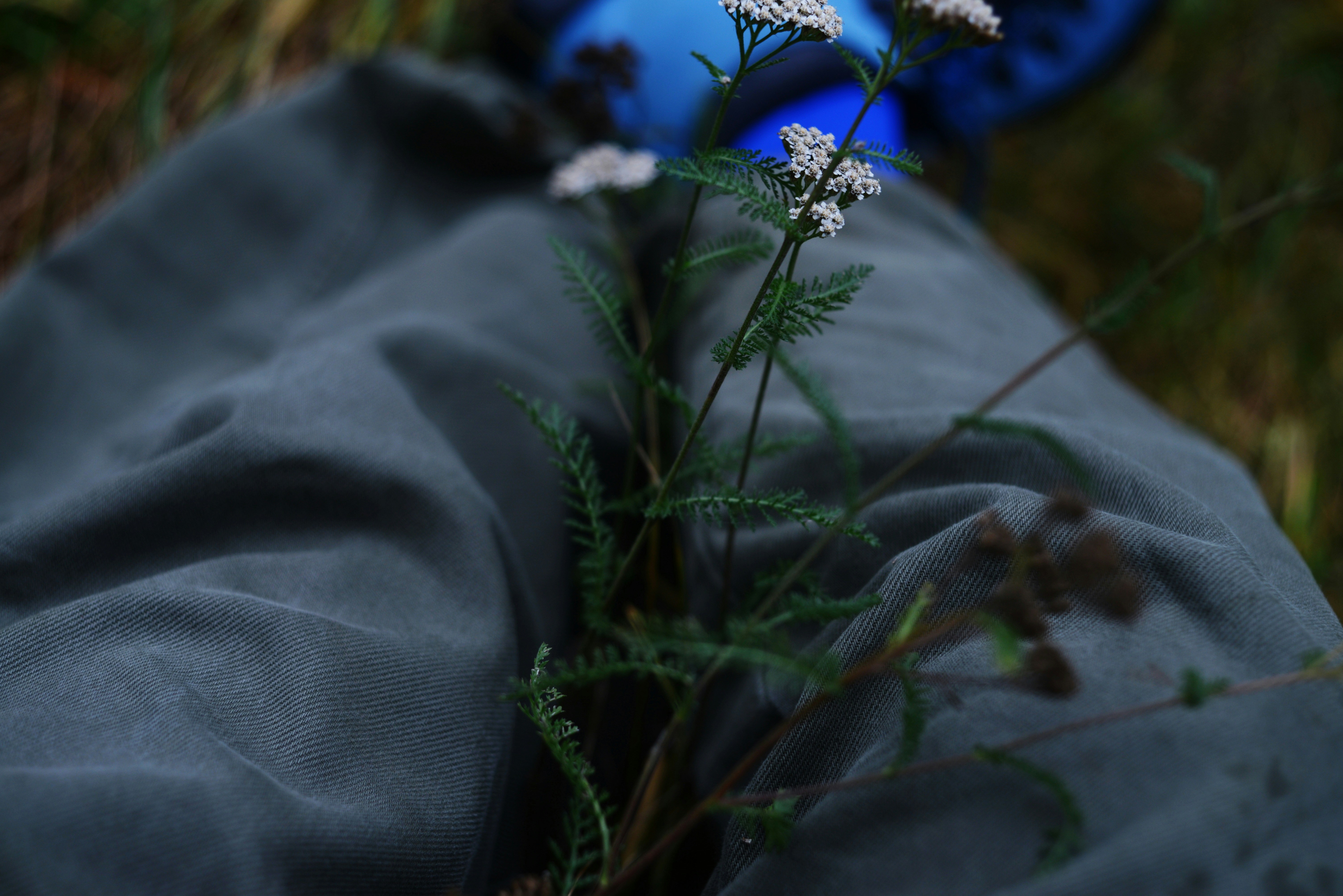 Close-Up of Wildflowers intersecting with Fabric in Quiet Terrain