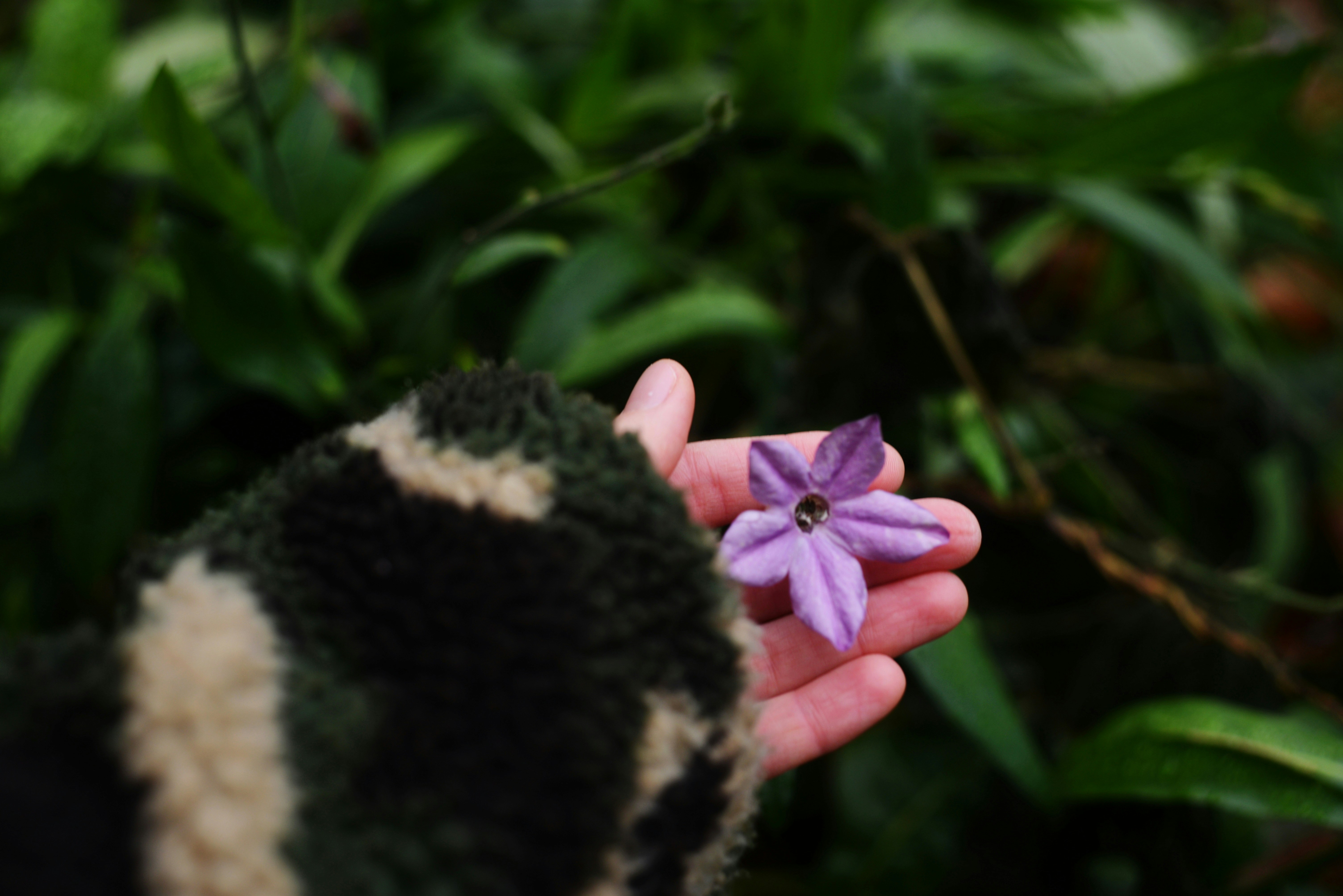 Purple blossom offered by a gentle hand
