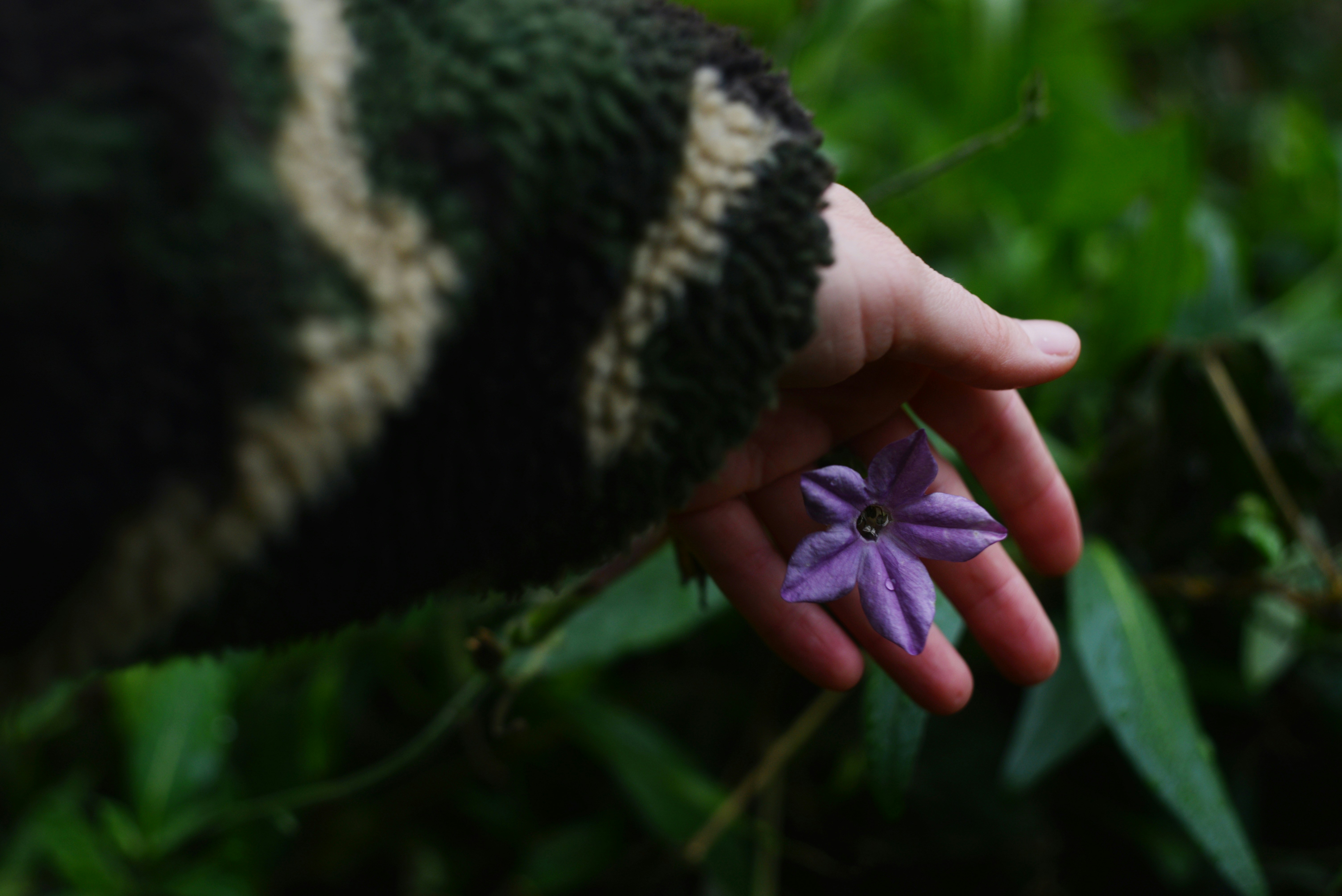 Hands in Bloom: A Violet Petal Graces a Gentle Touch