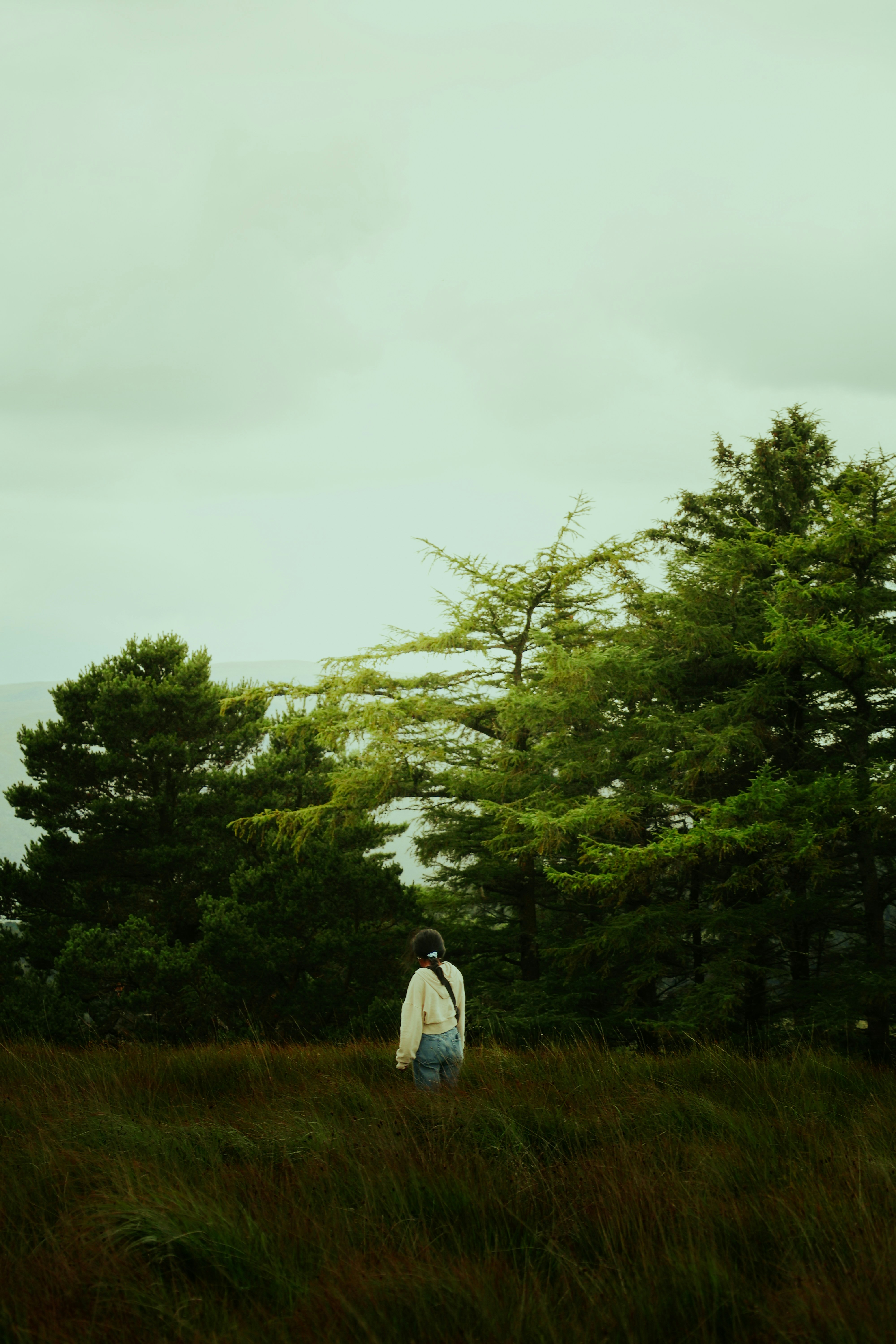 Traveler in a Quiet Moor Under a Canopy of Pines