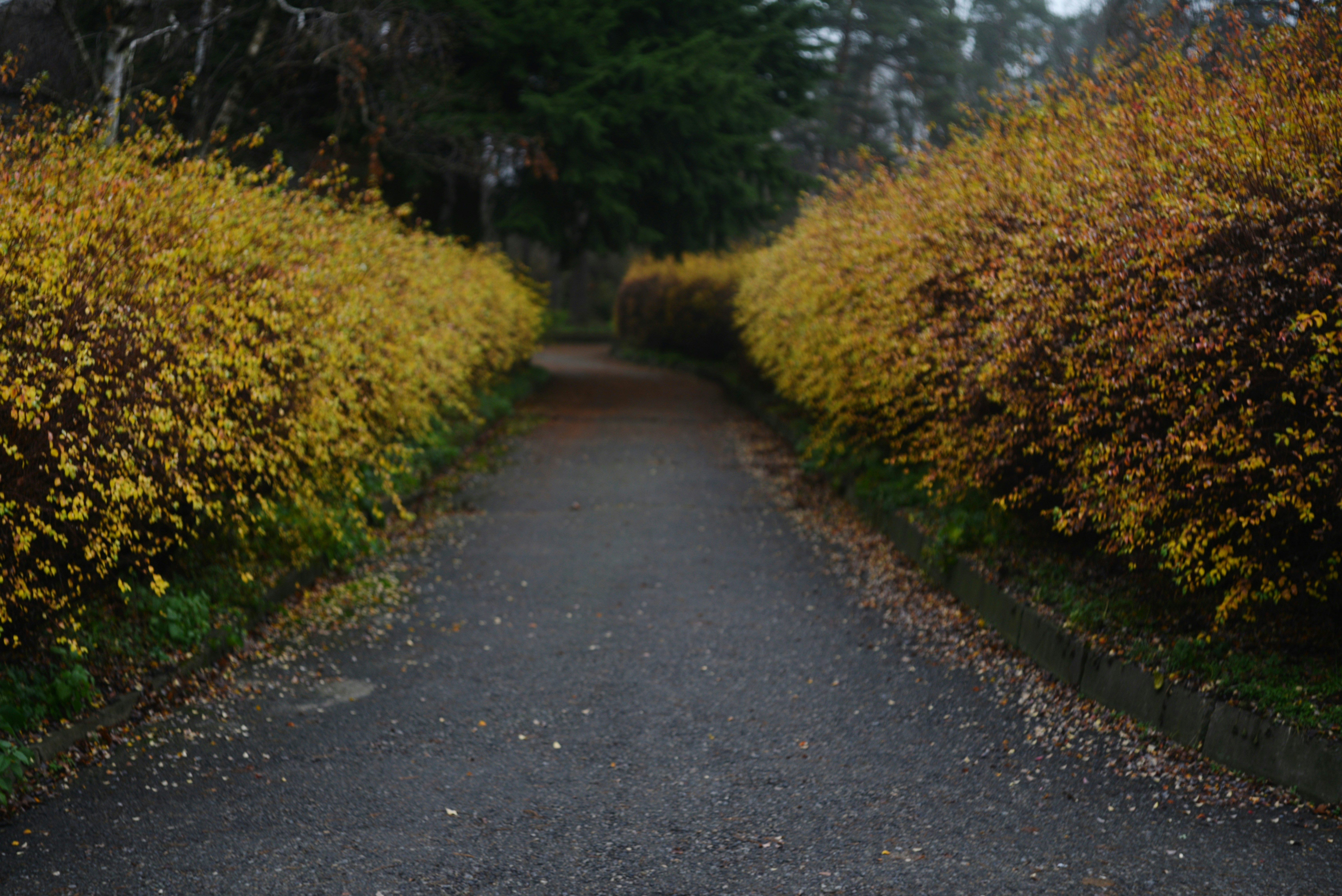 Photo by Liana S with Nikon D600