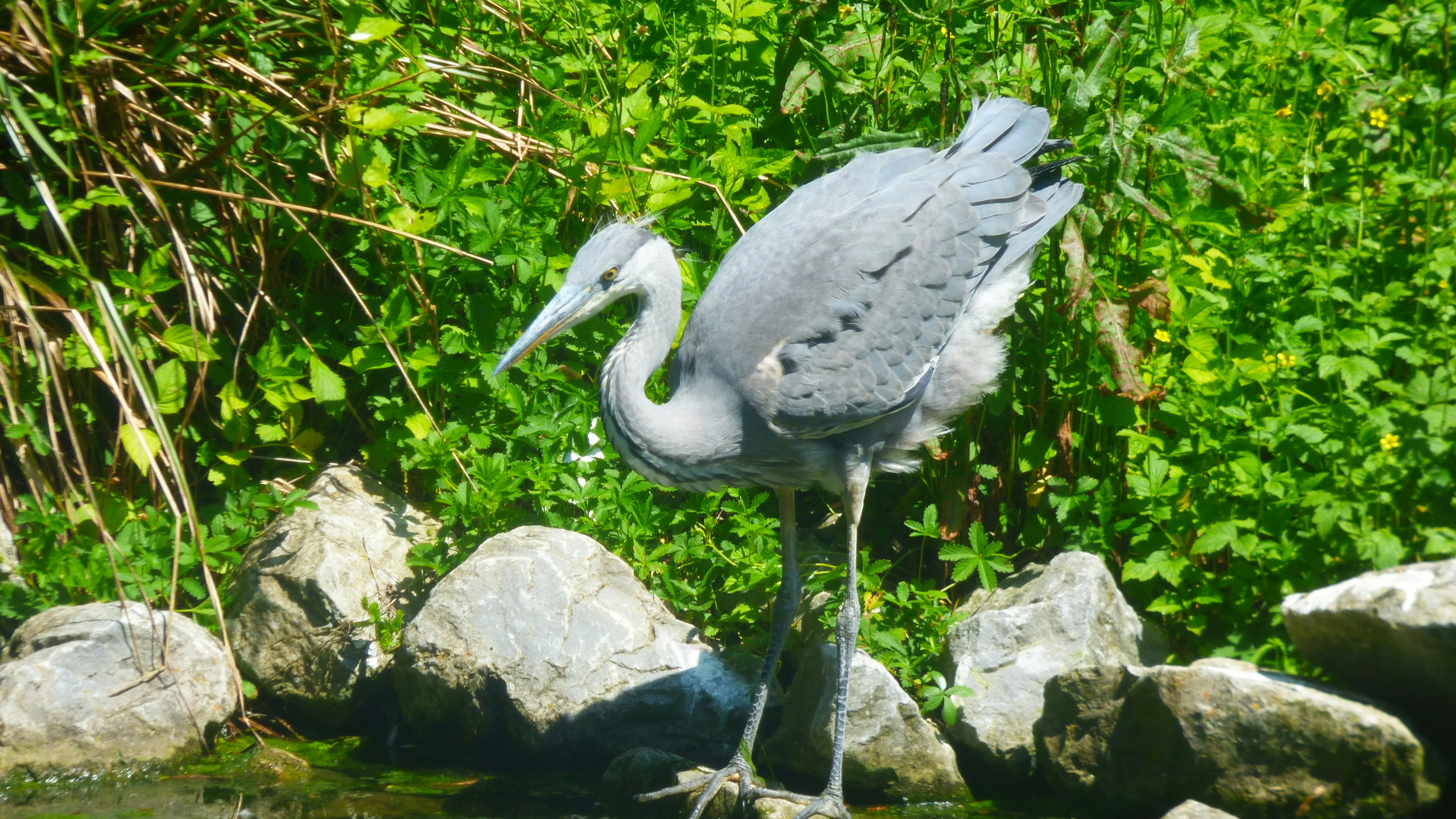 Photo by Tanmay Abhay Mahajan with Panasonic Lumix FZ70