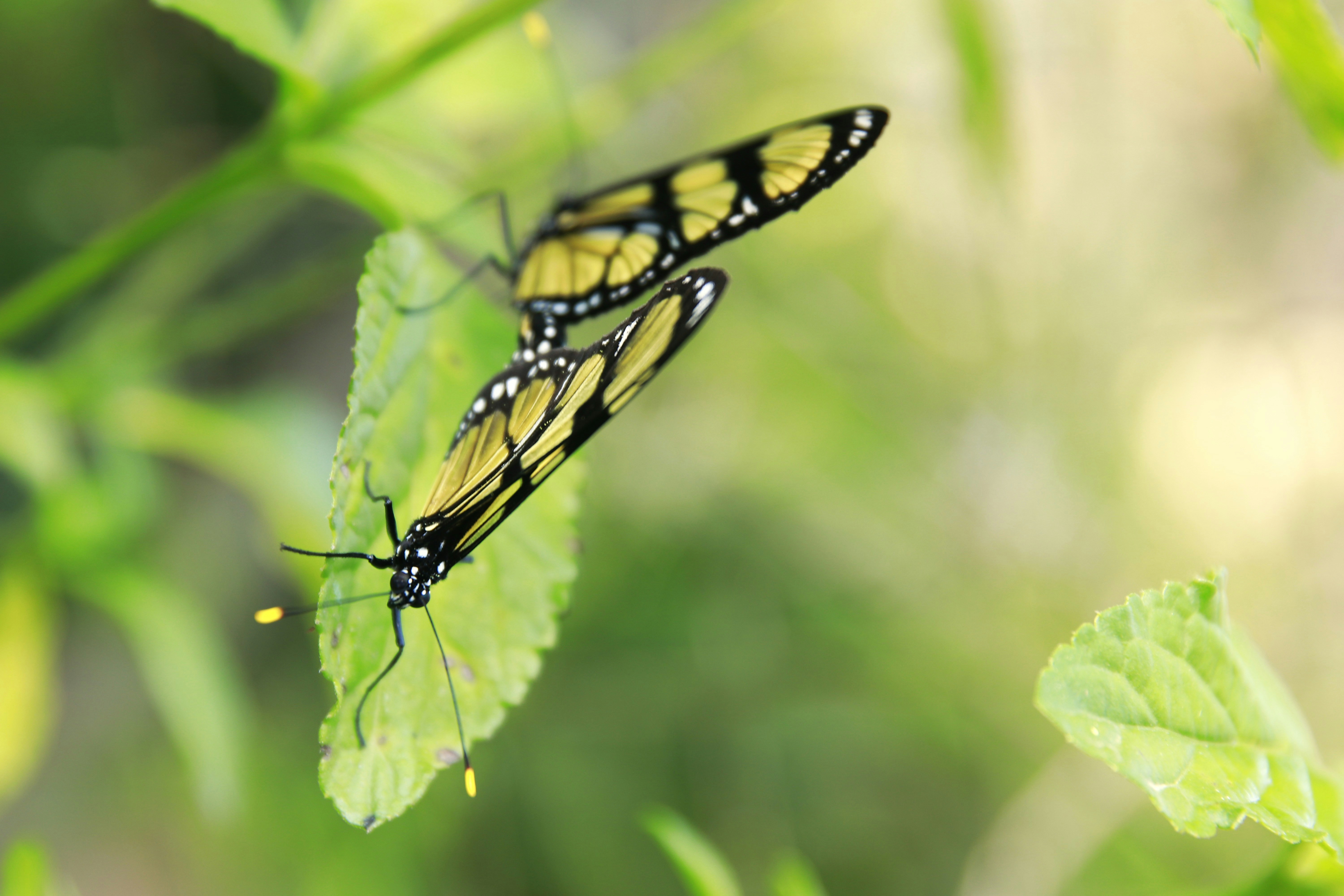 Acasalamento de borboletas