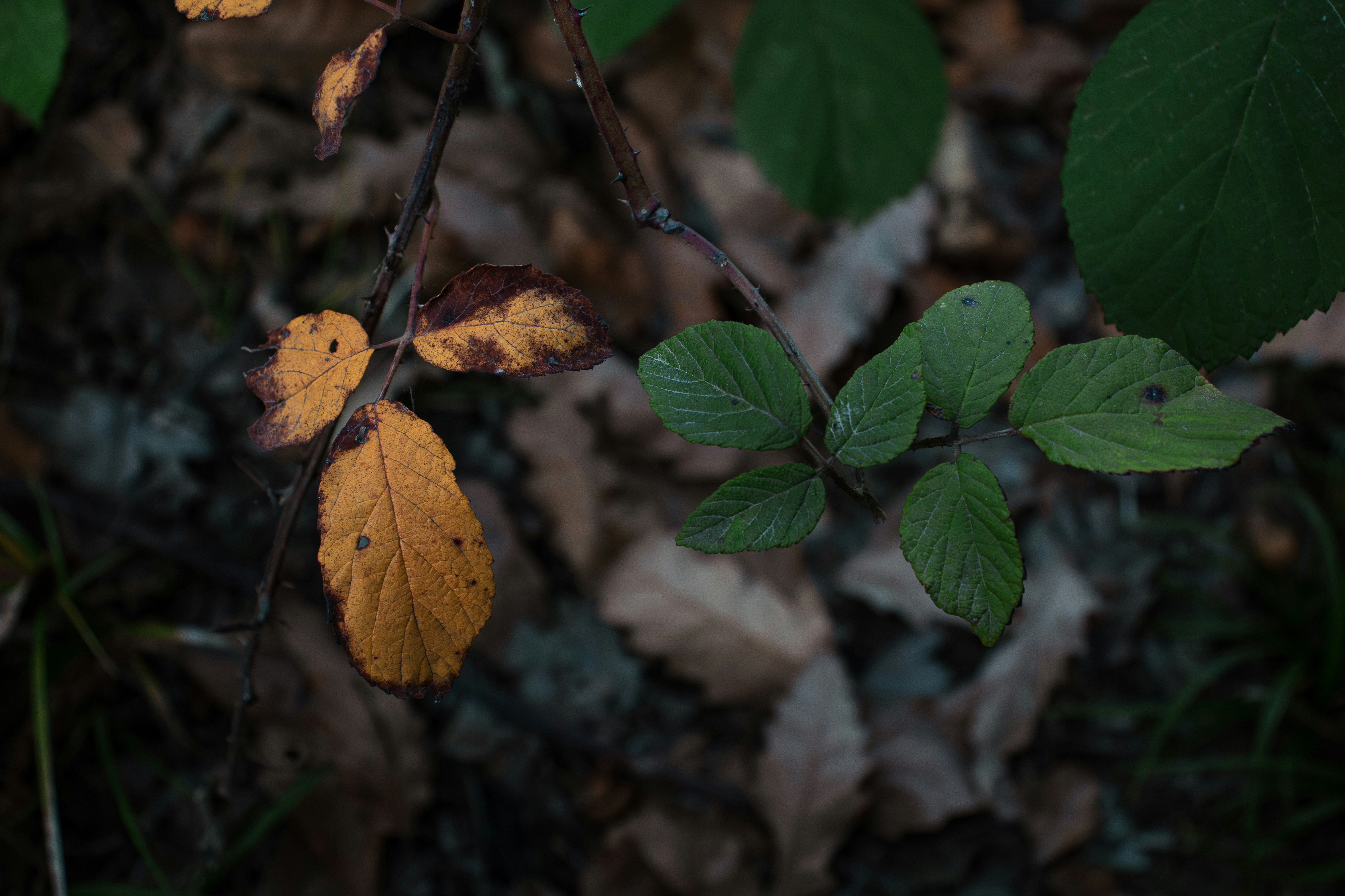Autumn Leaf Pair on a Quiet Forest Floor