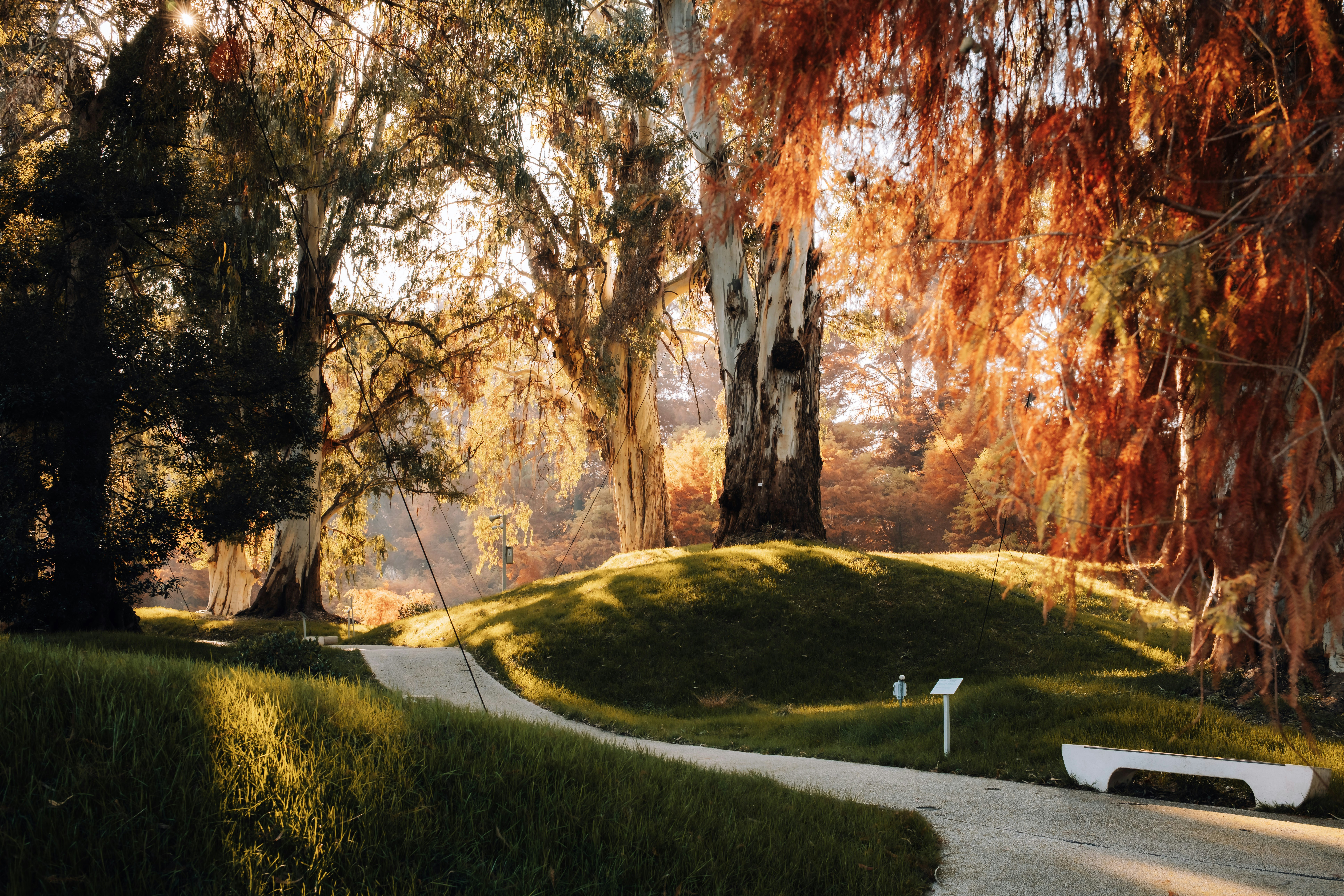 Autumn Tranquility: A Sunlit Path through a Tree-Lined Park