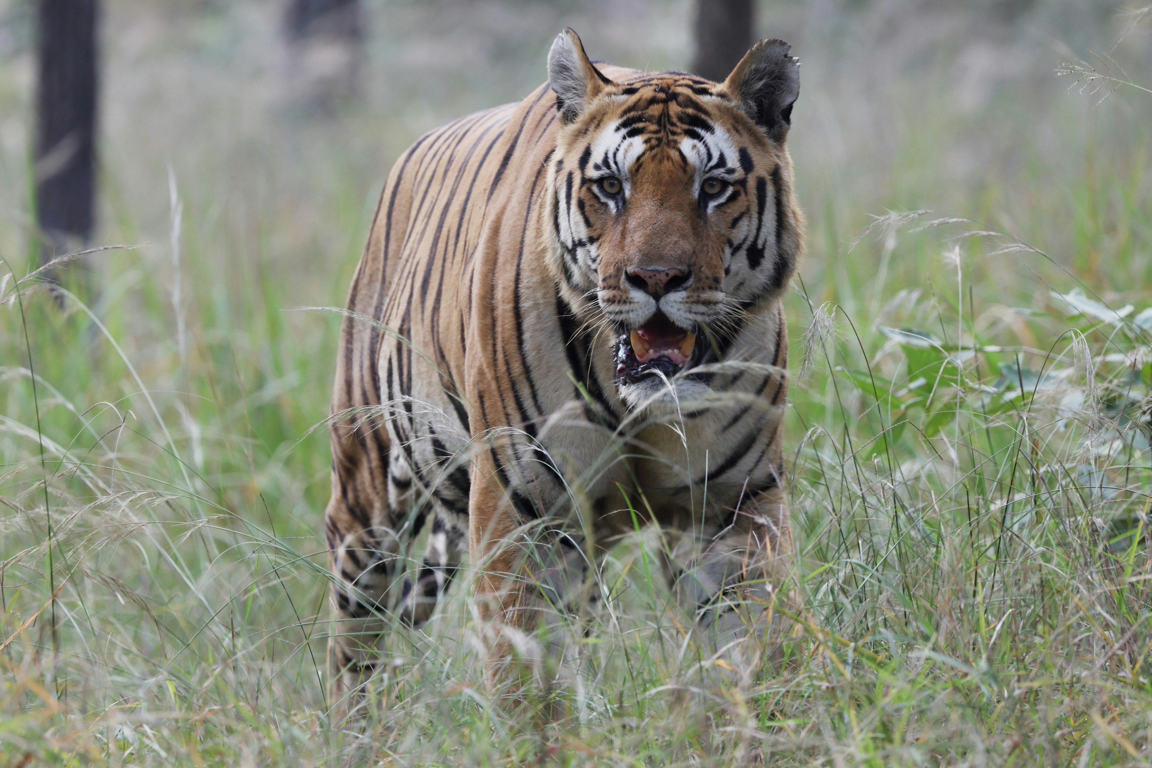VISIT TO PENCH -15-18th ,7 safaries and got Swastik on the morning near the gate .. He was ready for the shooting as model .. appeared twice for as we were the first to enter the gate.