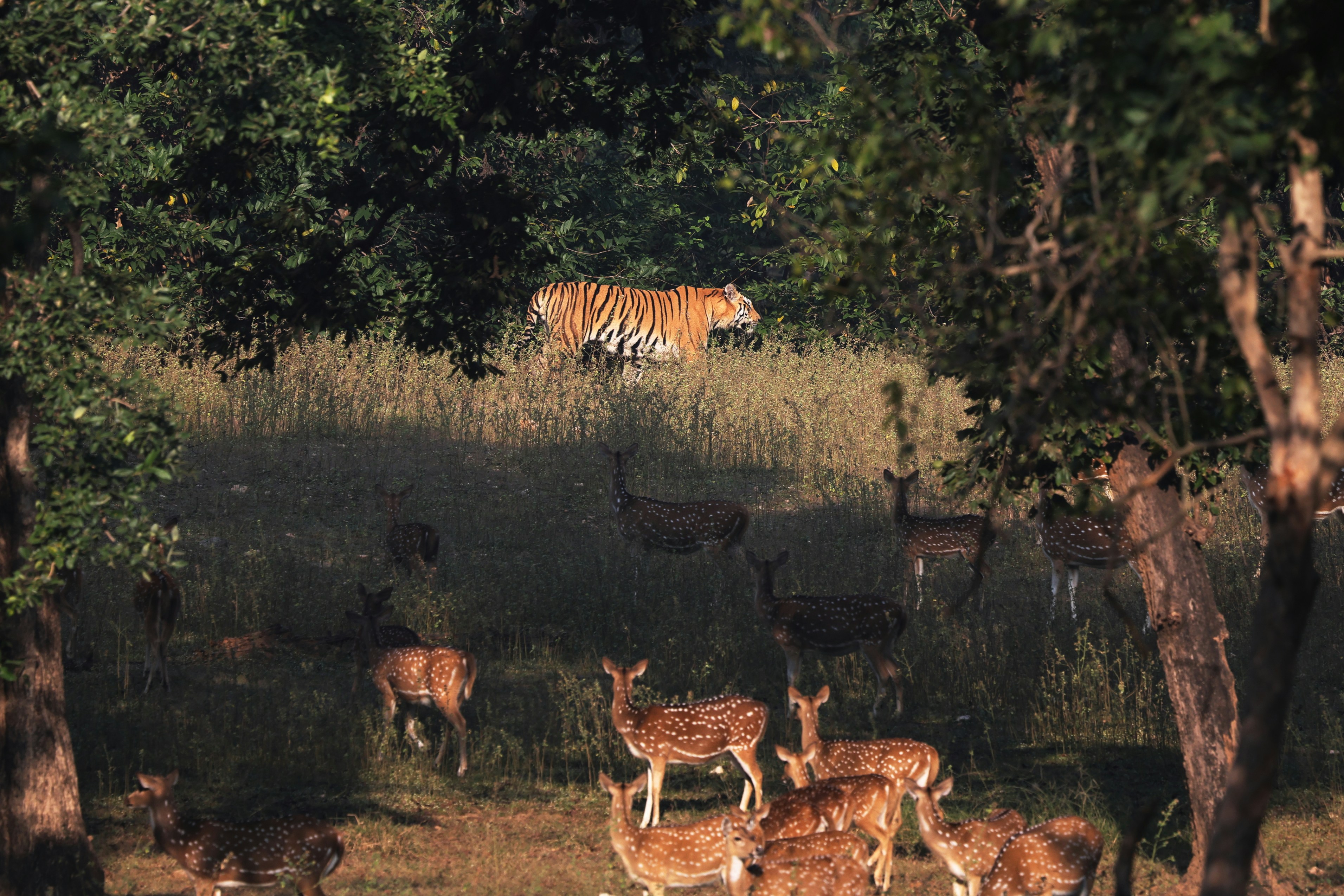 The sub adult tiger was passing through the forest and we couldn't make it which one is this. The scene was worth to shoot as the TIGER walked while the deers were afraid and stood watching the tiger to pass through ..