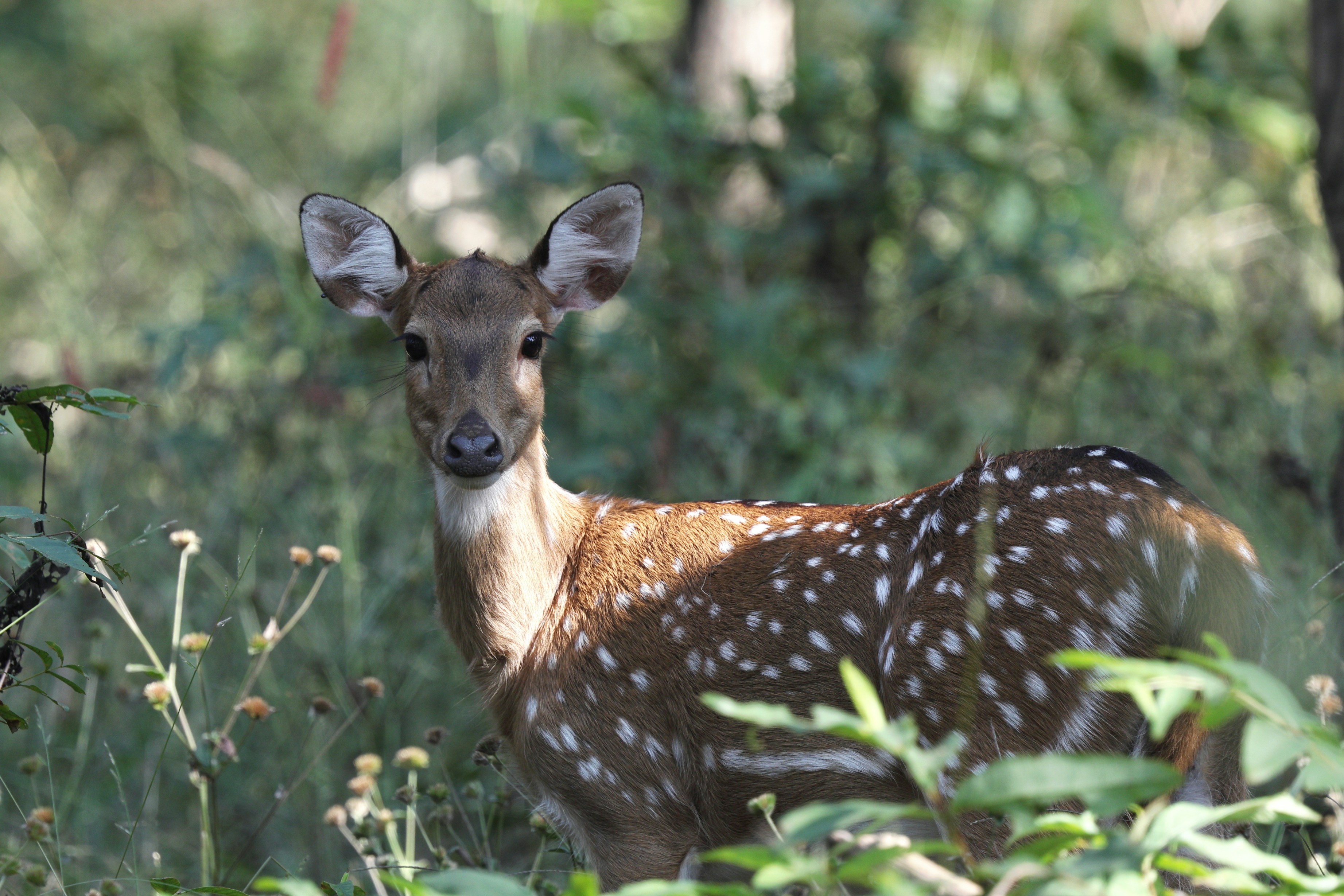 The small deer was very much calm and watching us from the distance