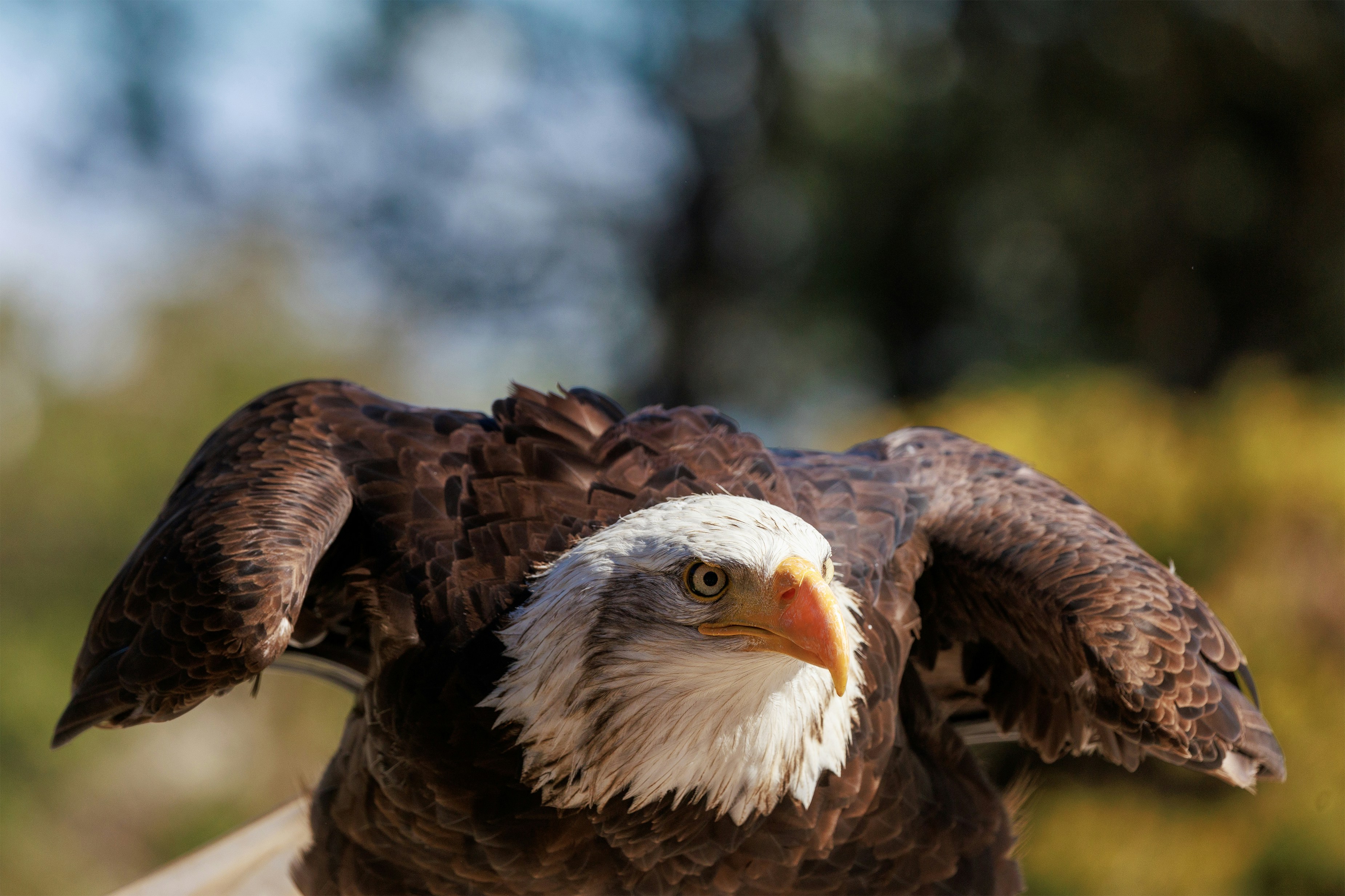 Bald Eagle