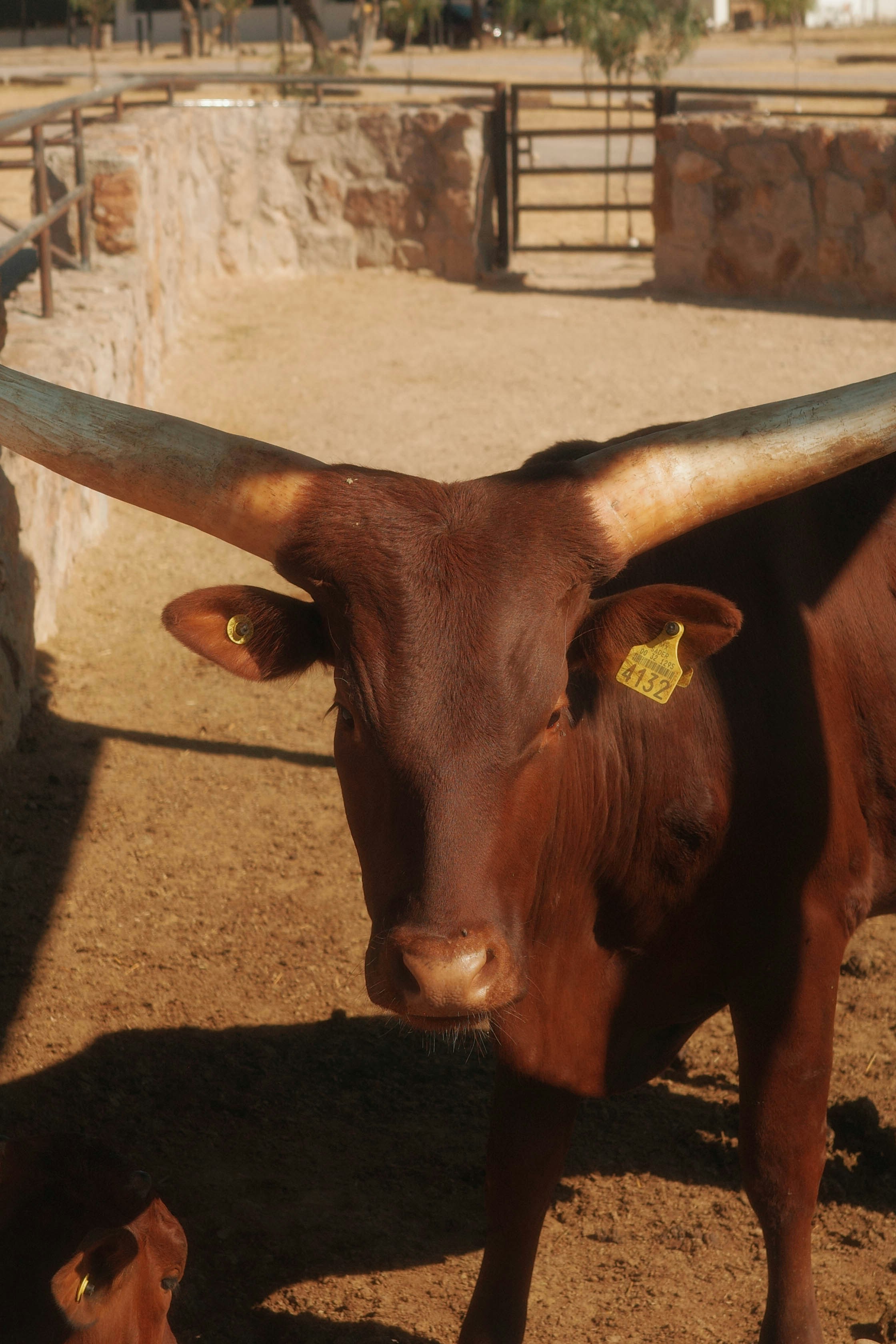 Red Holstein Bull under a Farm Gate, Sunlit and Alert