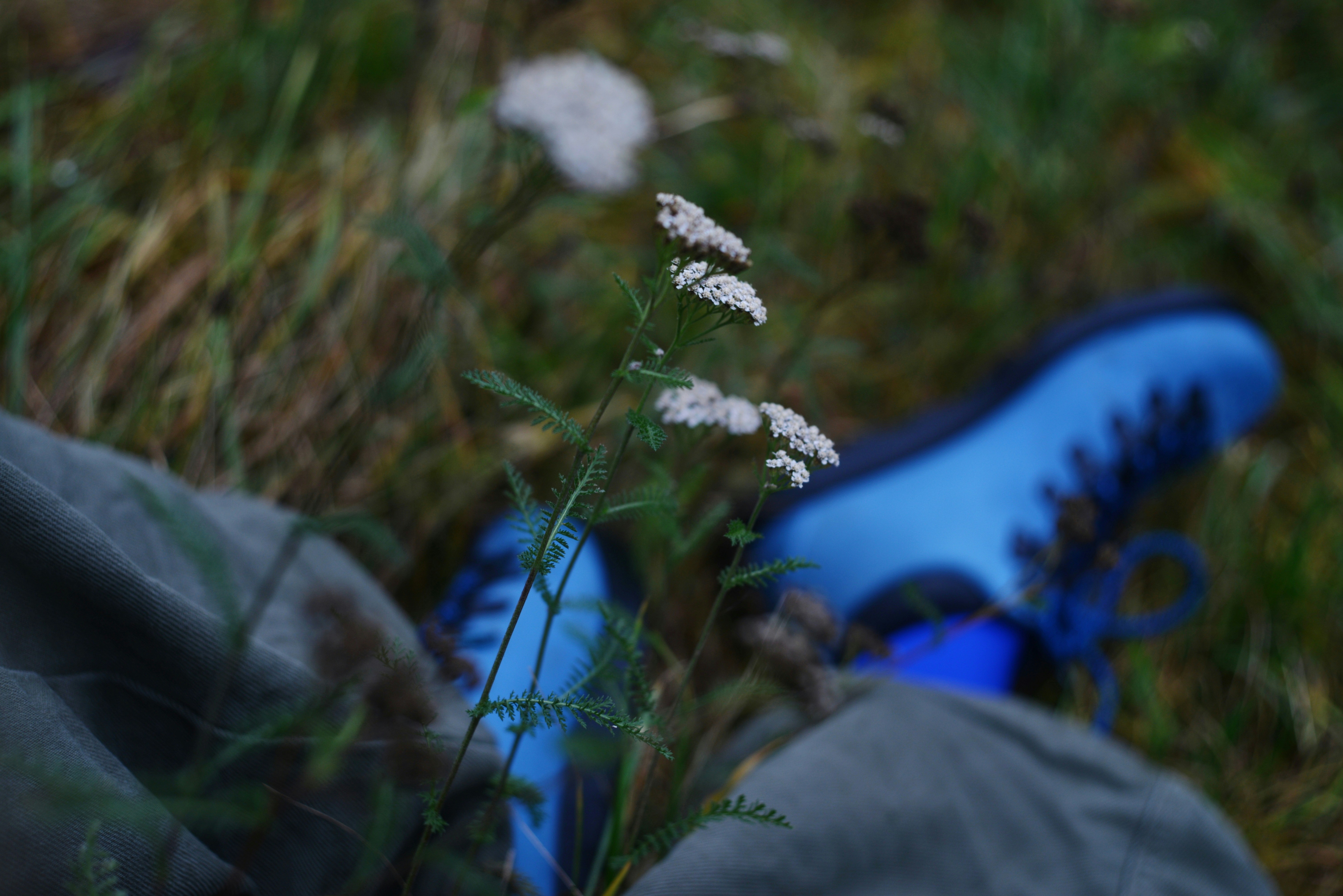 Blossom in the Foreground, Trail Shoes in the Grass