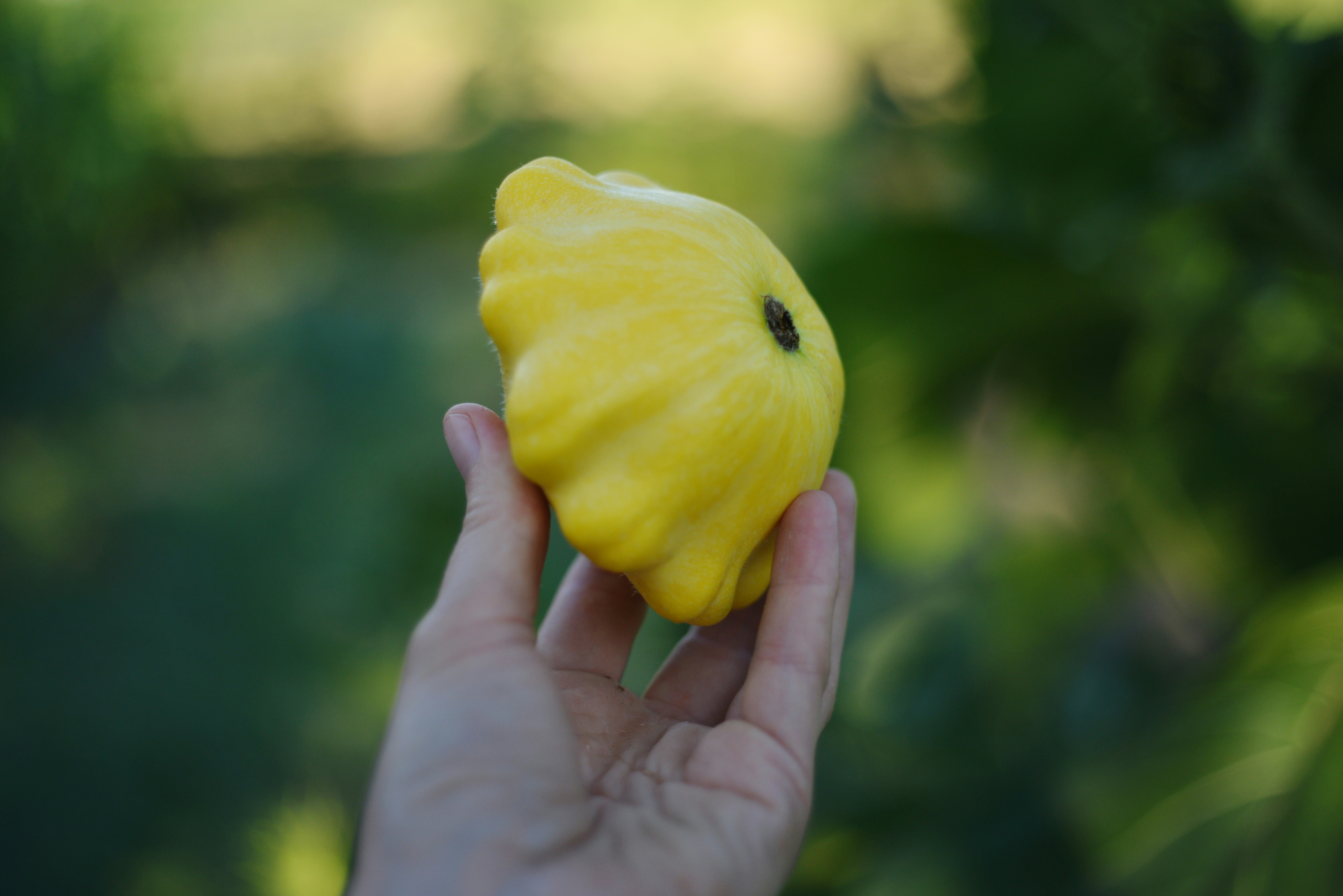 Handheld Harvest: A Tender Yellow Squash Gripped in a Gentle Hold