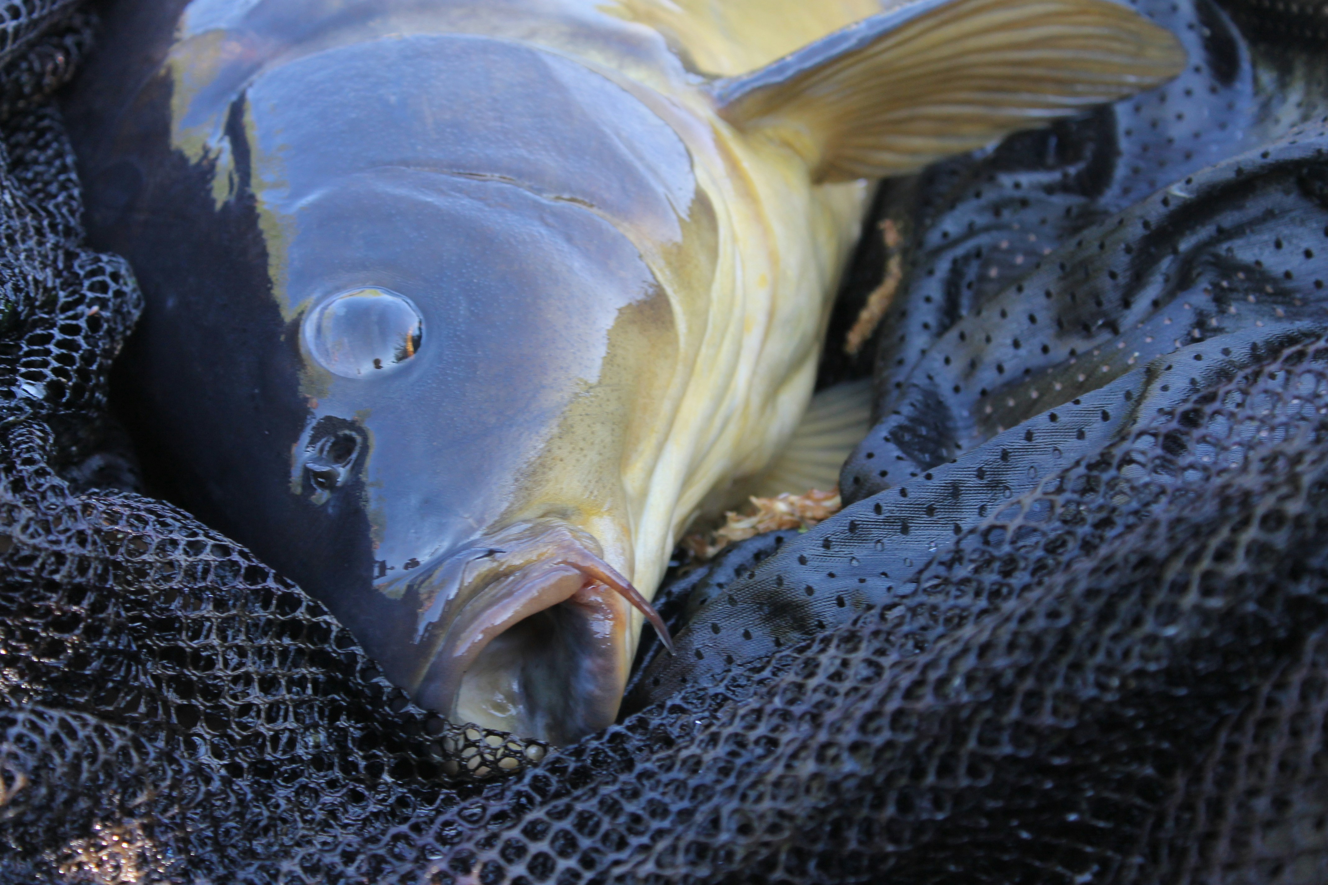 A Fresh Catch Nestled in Dark Mesh