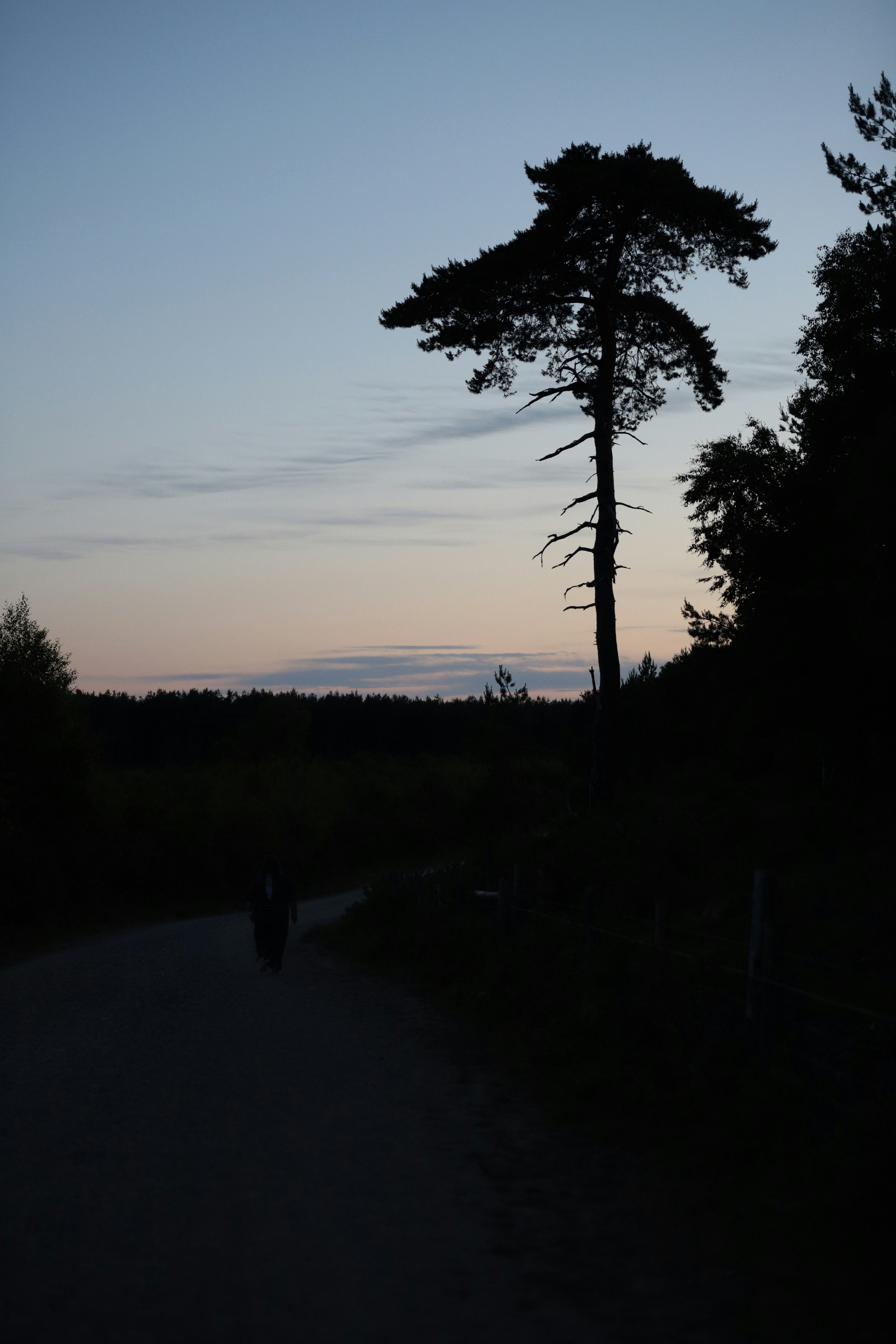Silhouette at Dusk: A Lone Pine Guards the Quiet Path