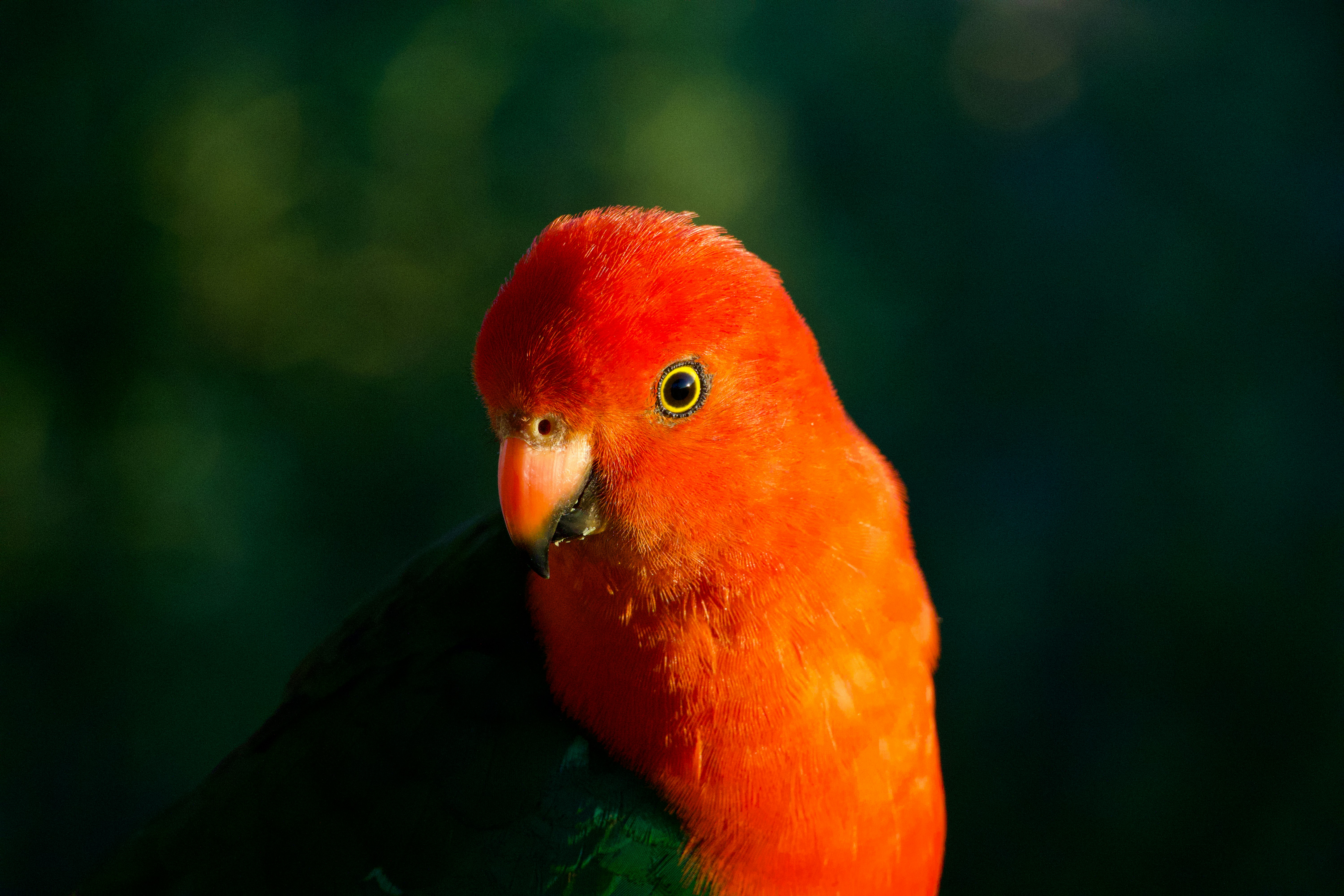  ember-red Parrot in dappled light