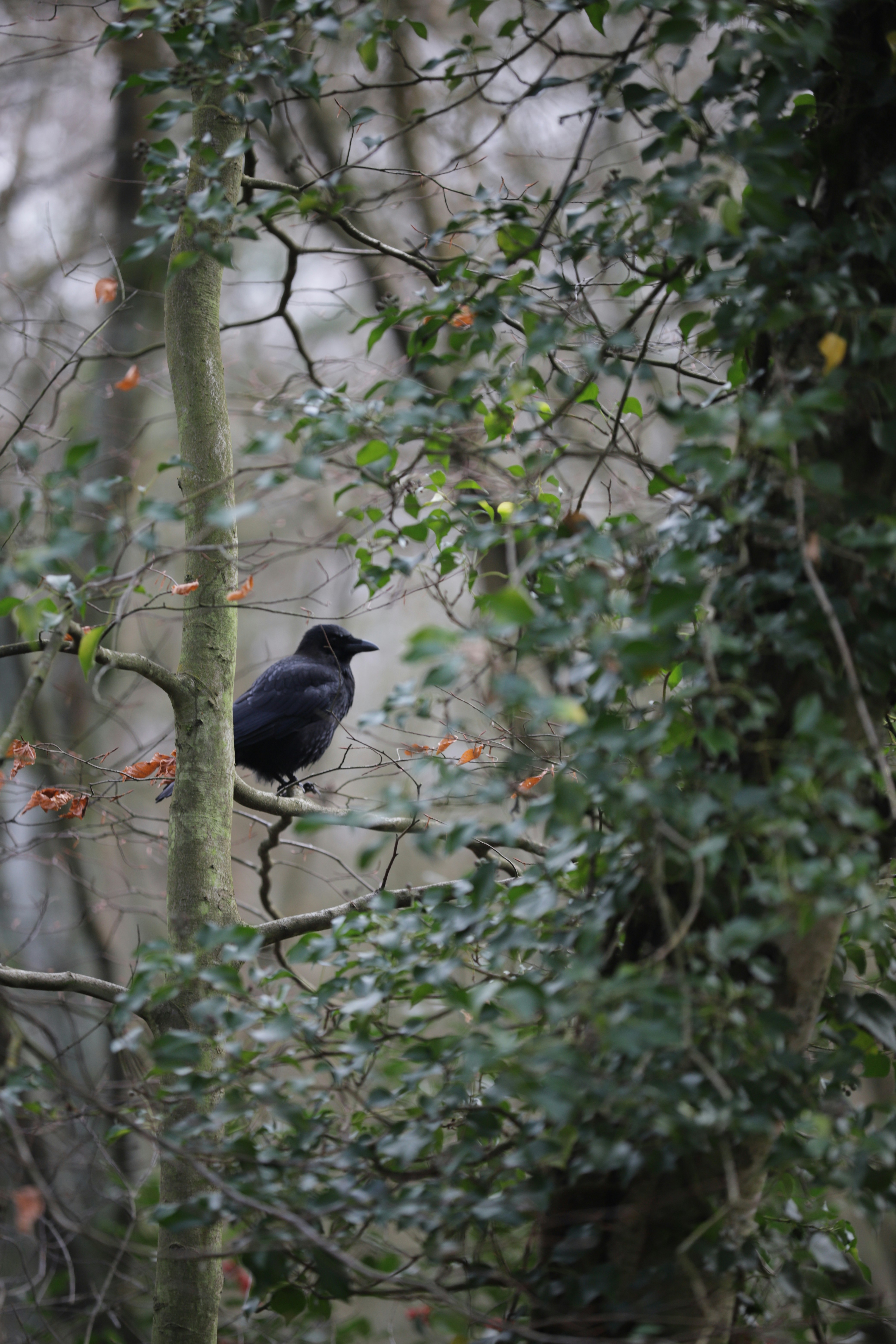 Black Crow on a Quiet Branch Amid Winter Foliage