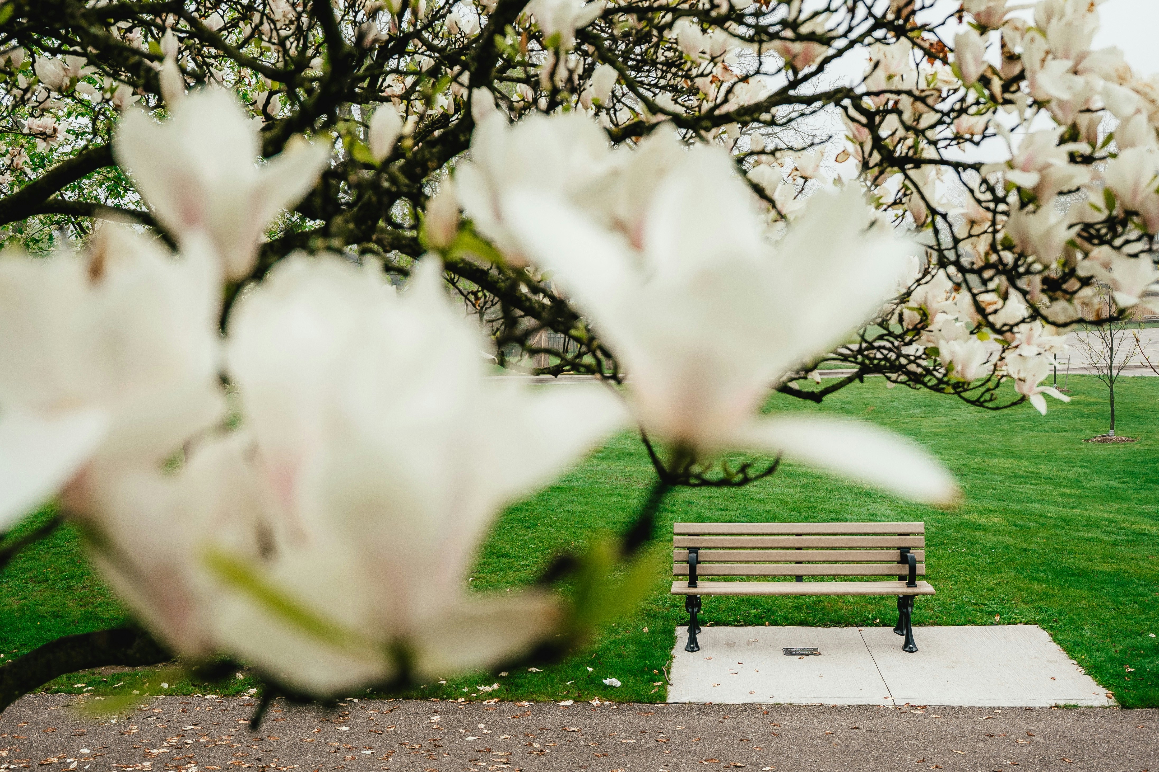 Bench in Bloom: A Quiet Park Moment Framed by Soft Magnolia Blooms