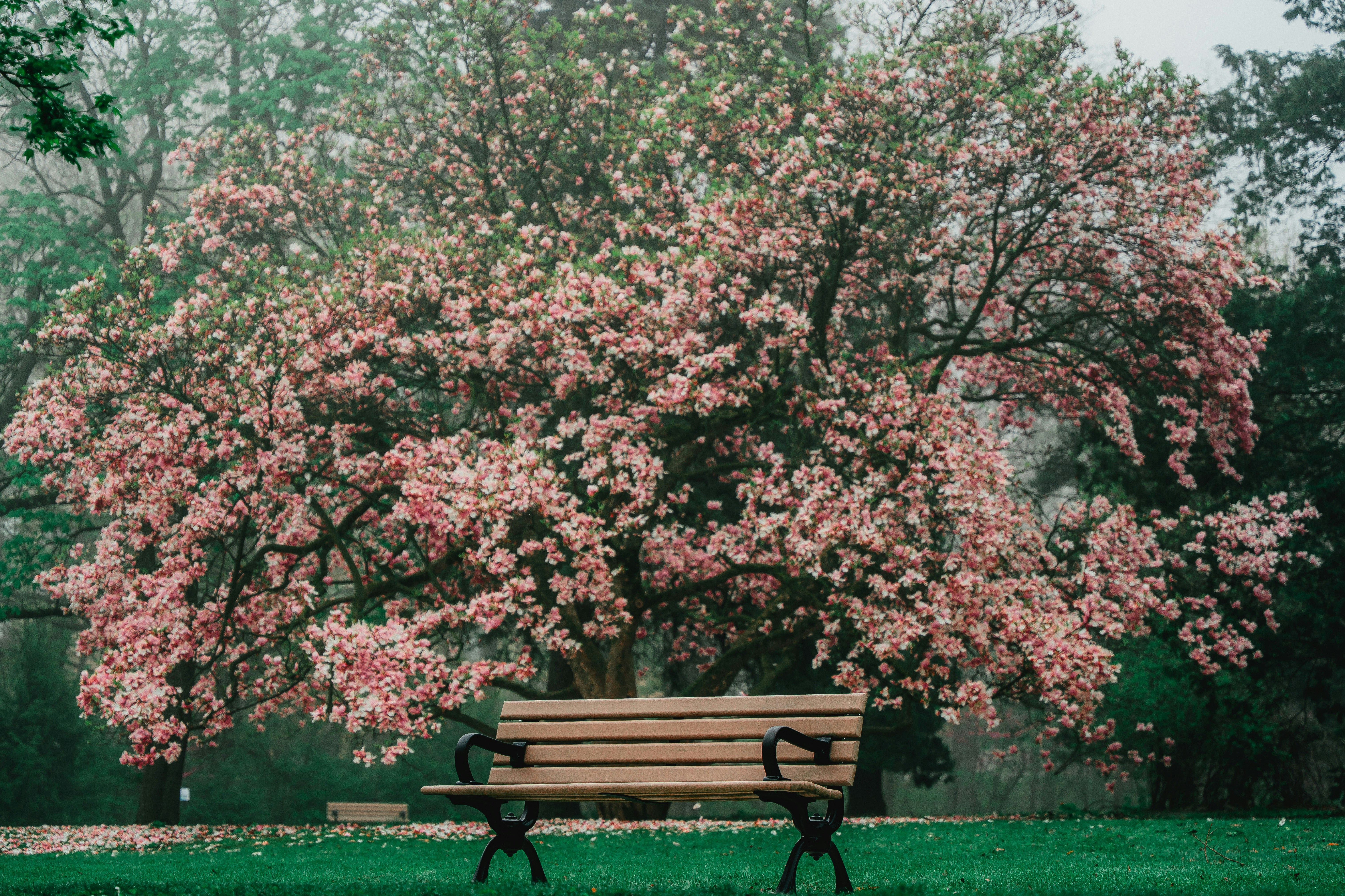Pink Blossom Refuge: a Quiet Park Bench Under a Cloud of Petals