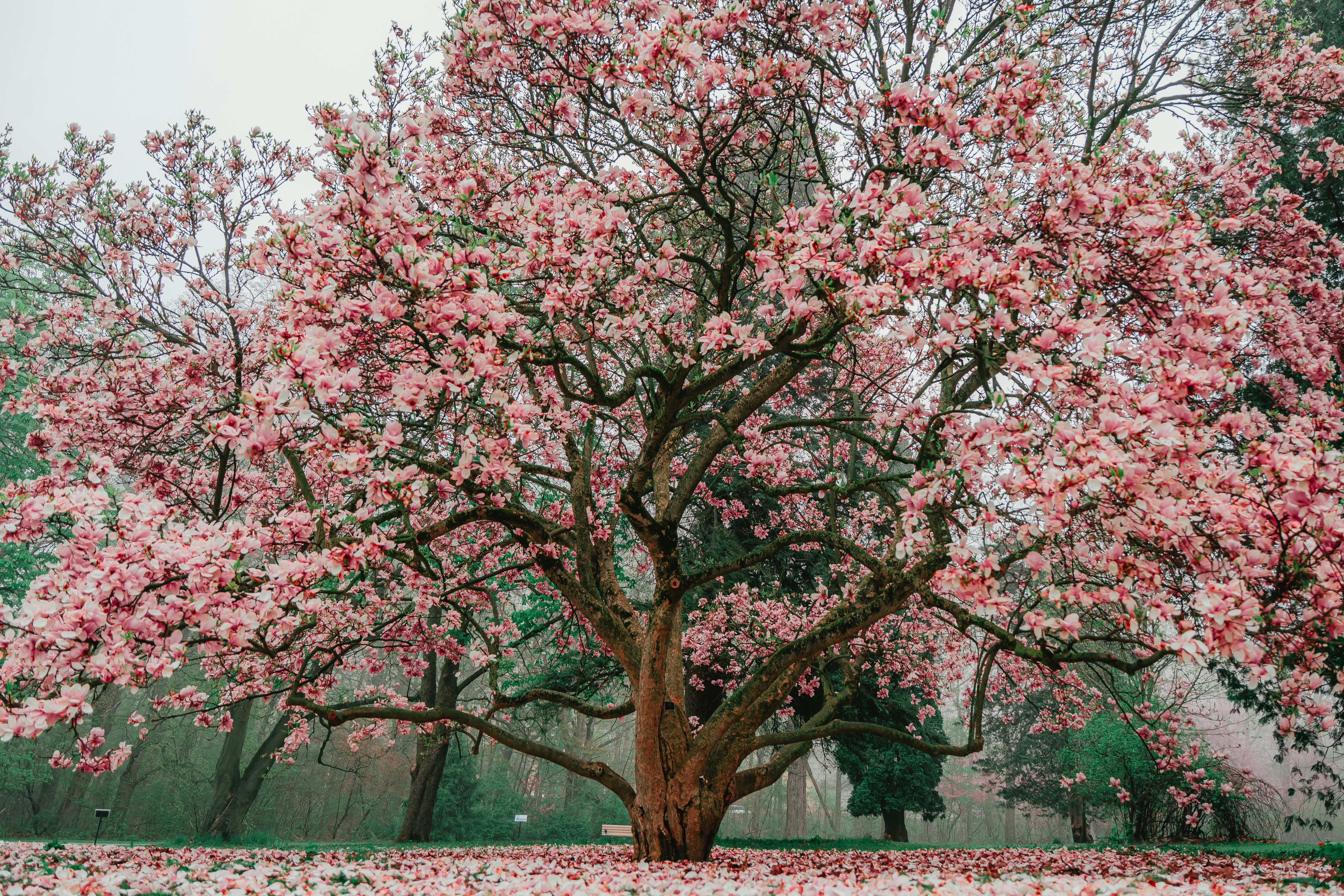 Blossoms in the Gnarled Crown