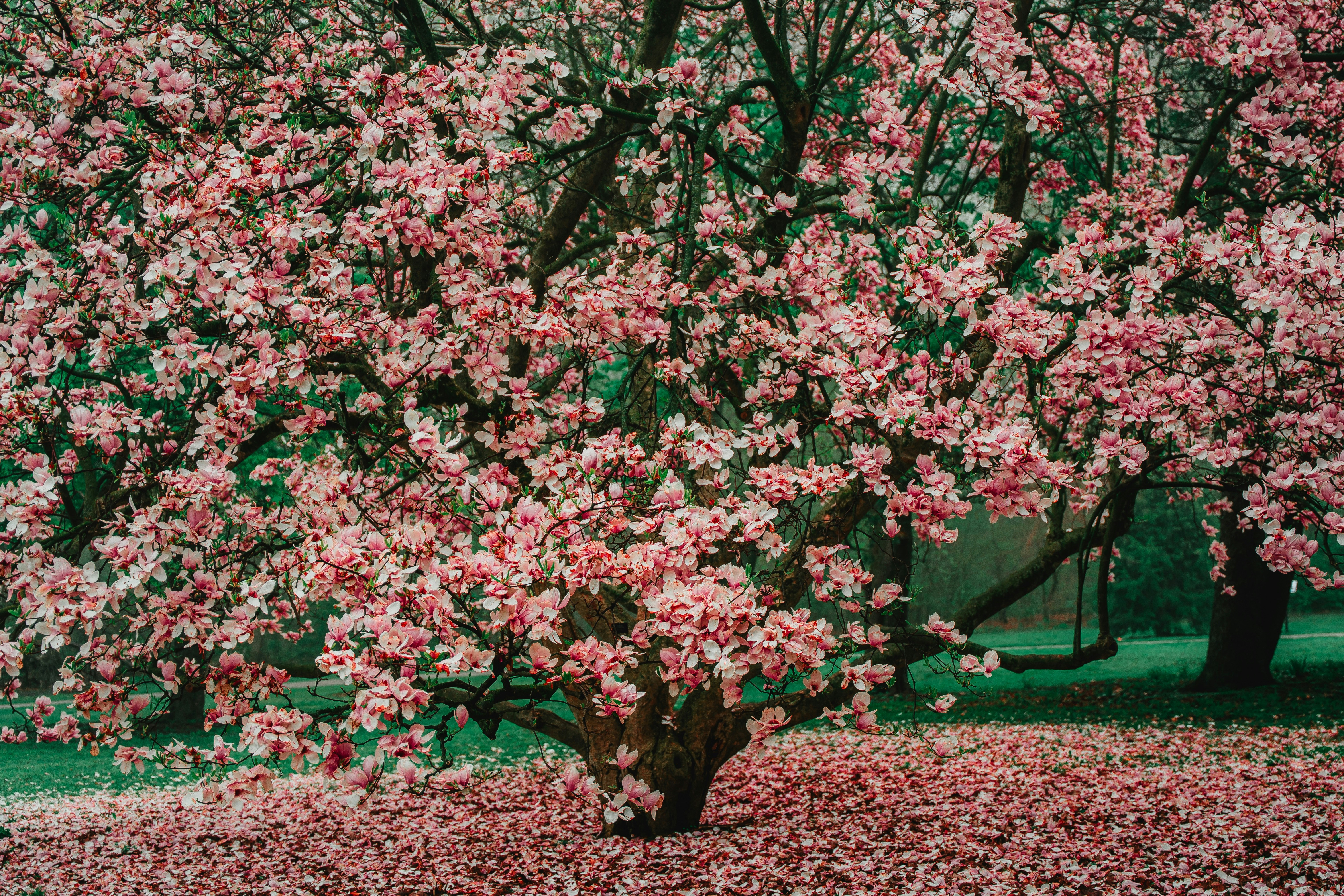 Blossom Canopy Over Green Lawn