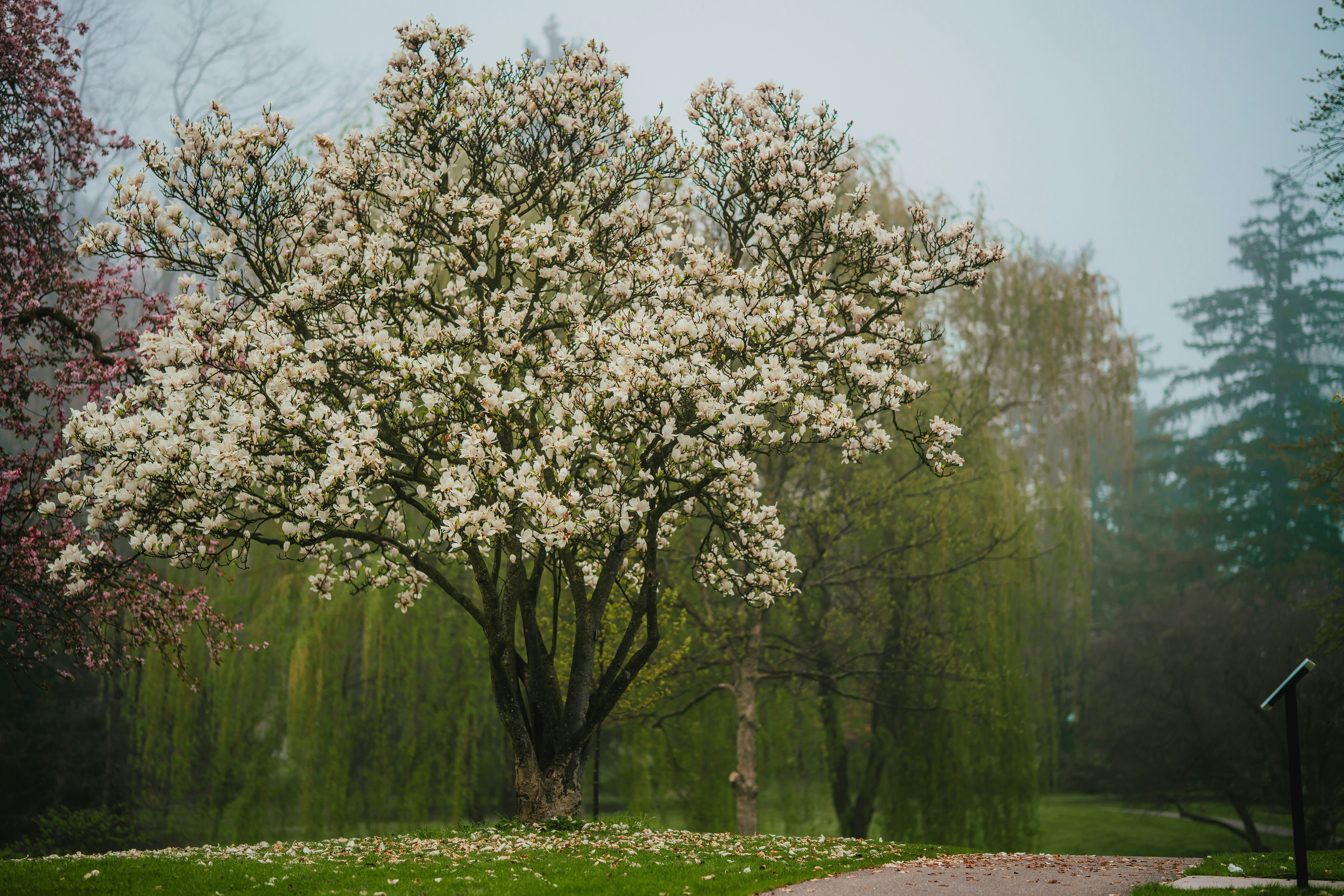 Blossom Crowned Tree in Quiet Park