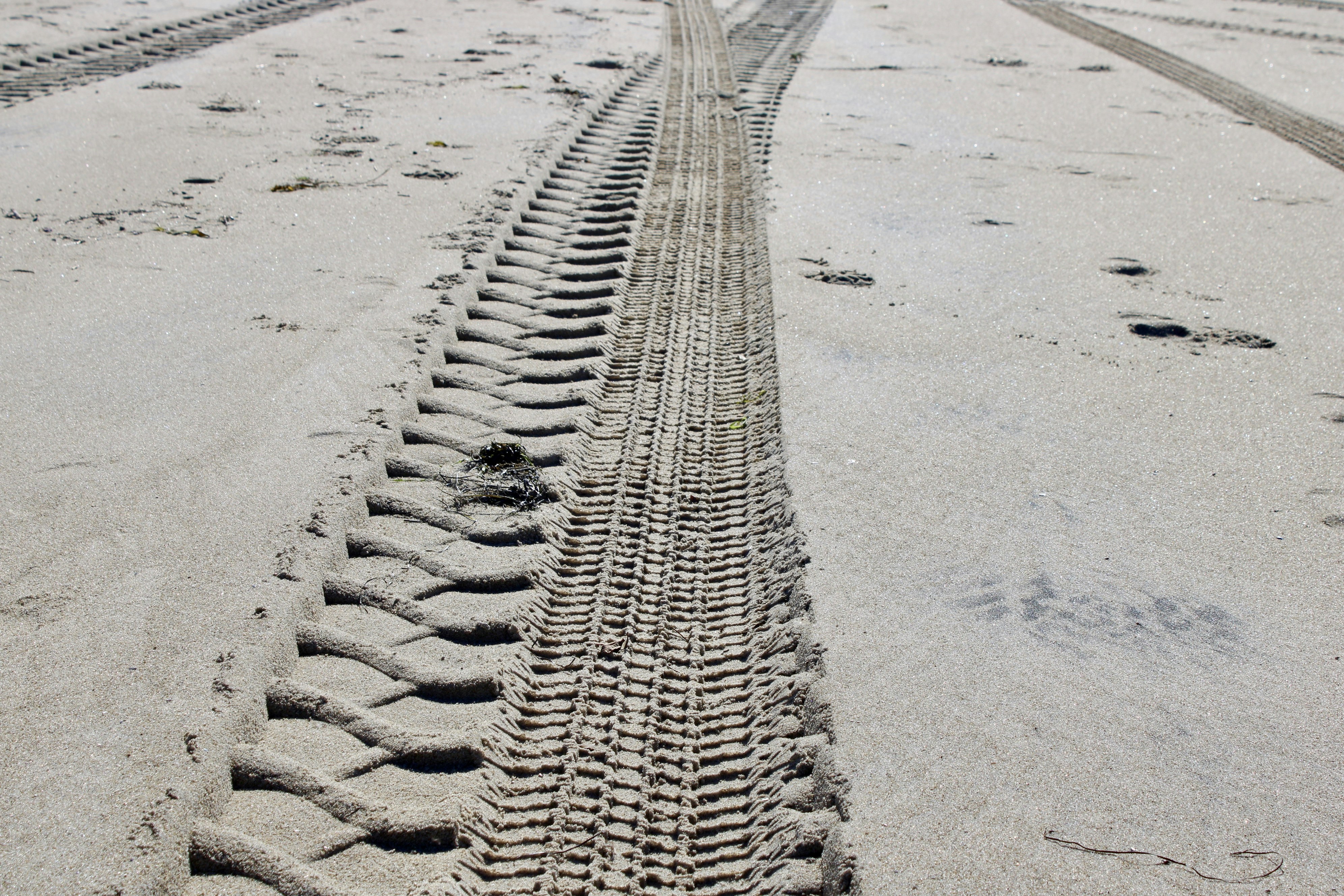 Truck-Tire Trails Through Wet Sand