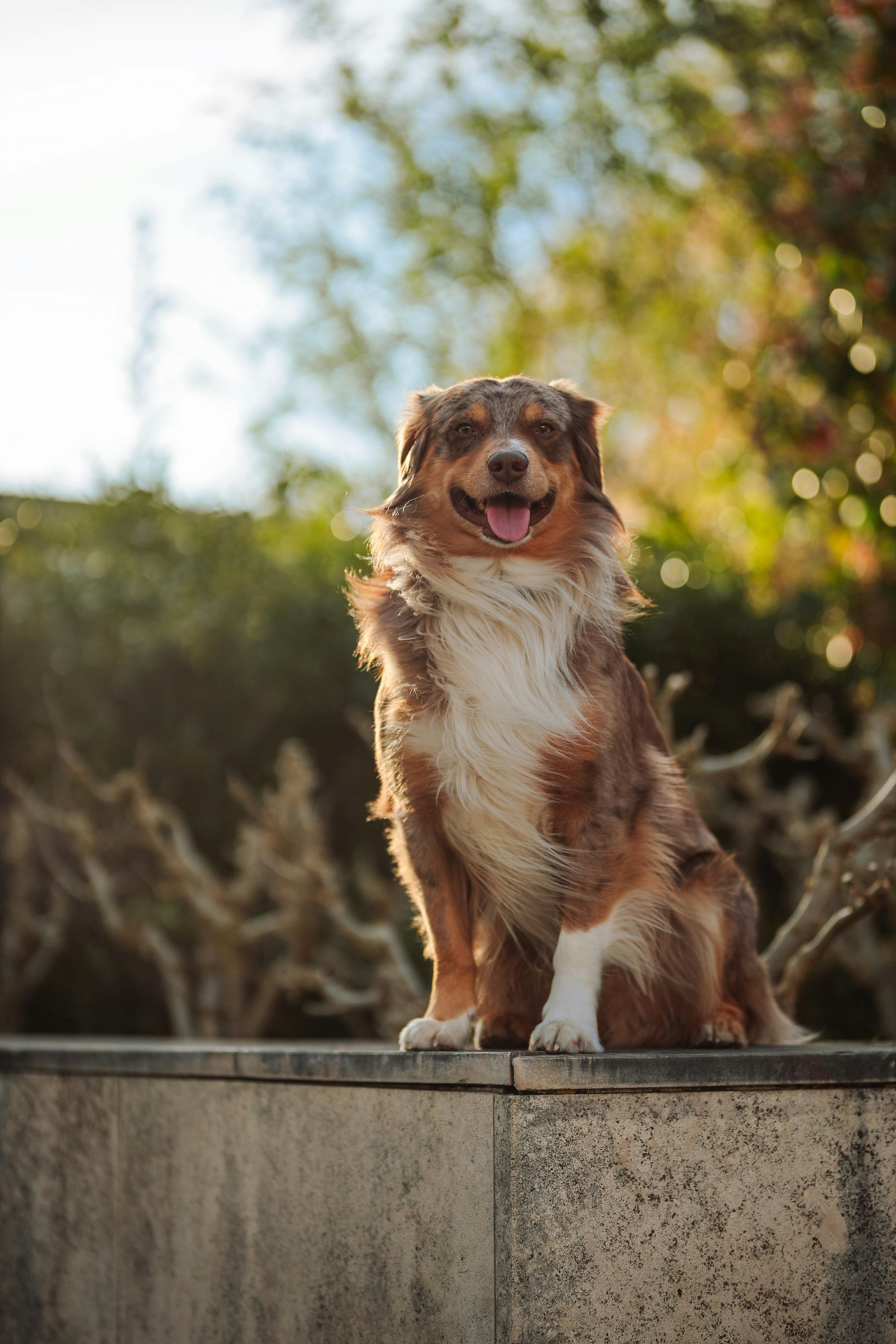 Sunlit Guardian: A Happy Australian Shepherd Perched on Stone