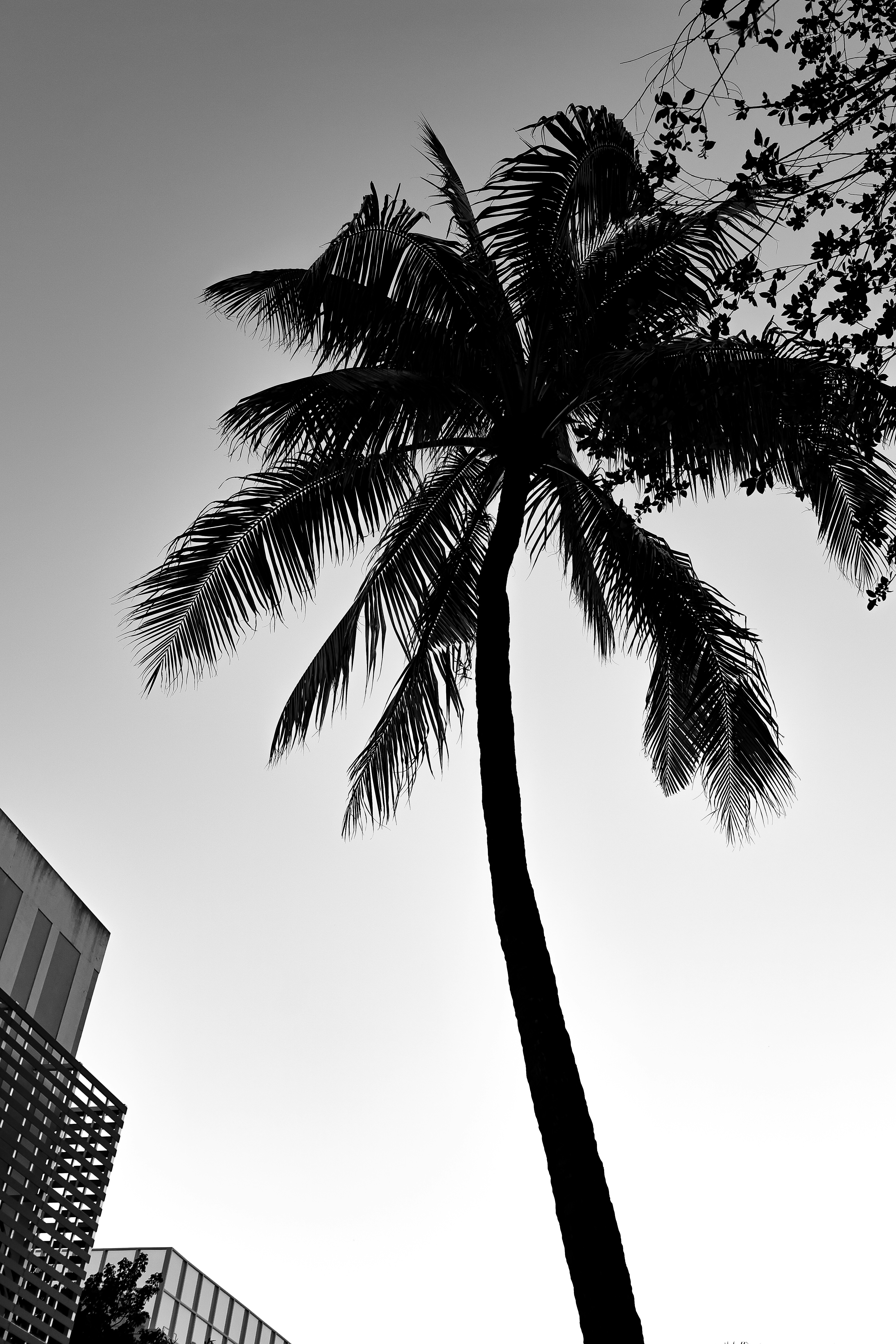 Silhouetted Palm against a Square Sky