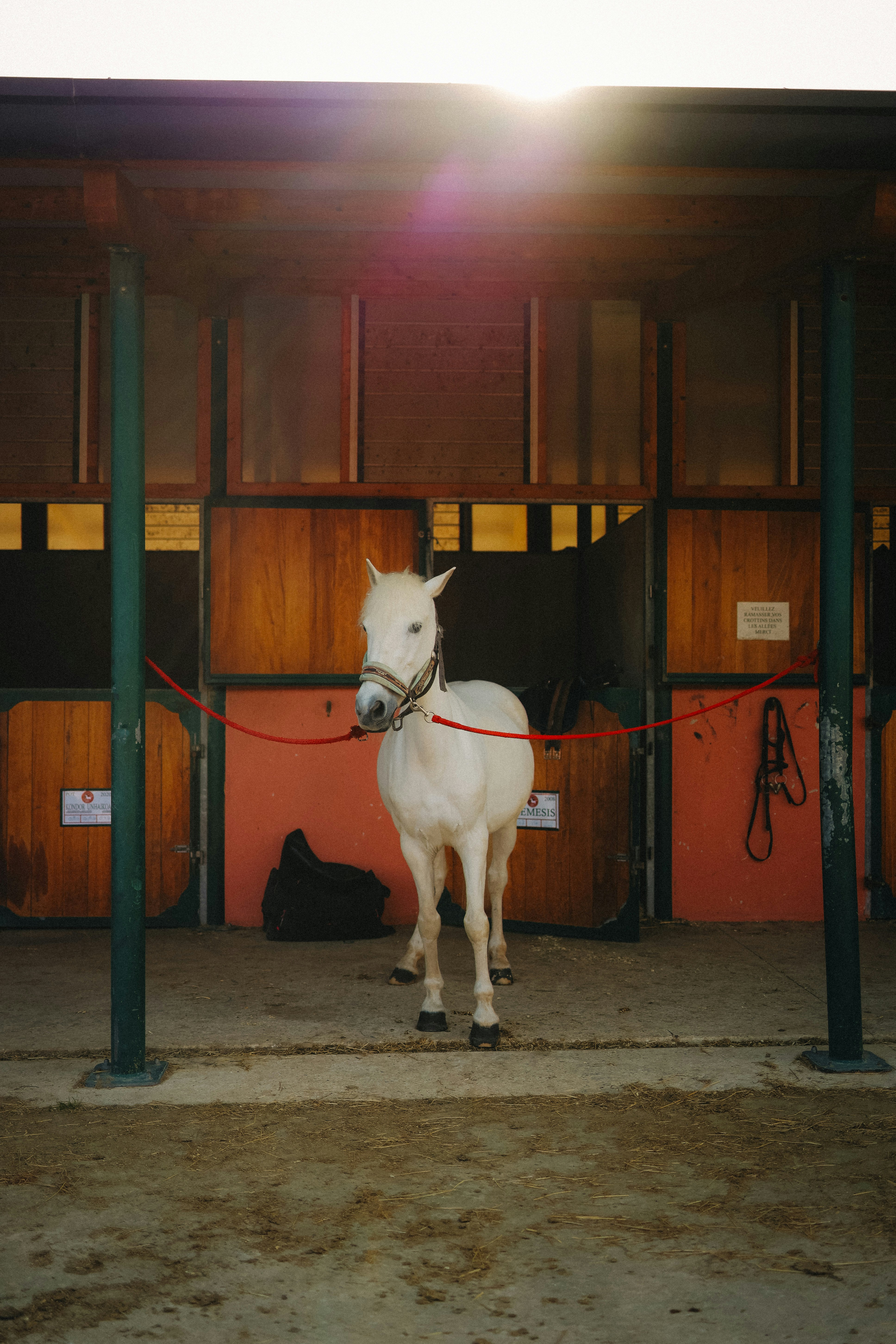 White Horse at Rest in a Stable Row, Backlit Morning