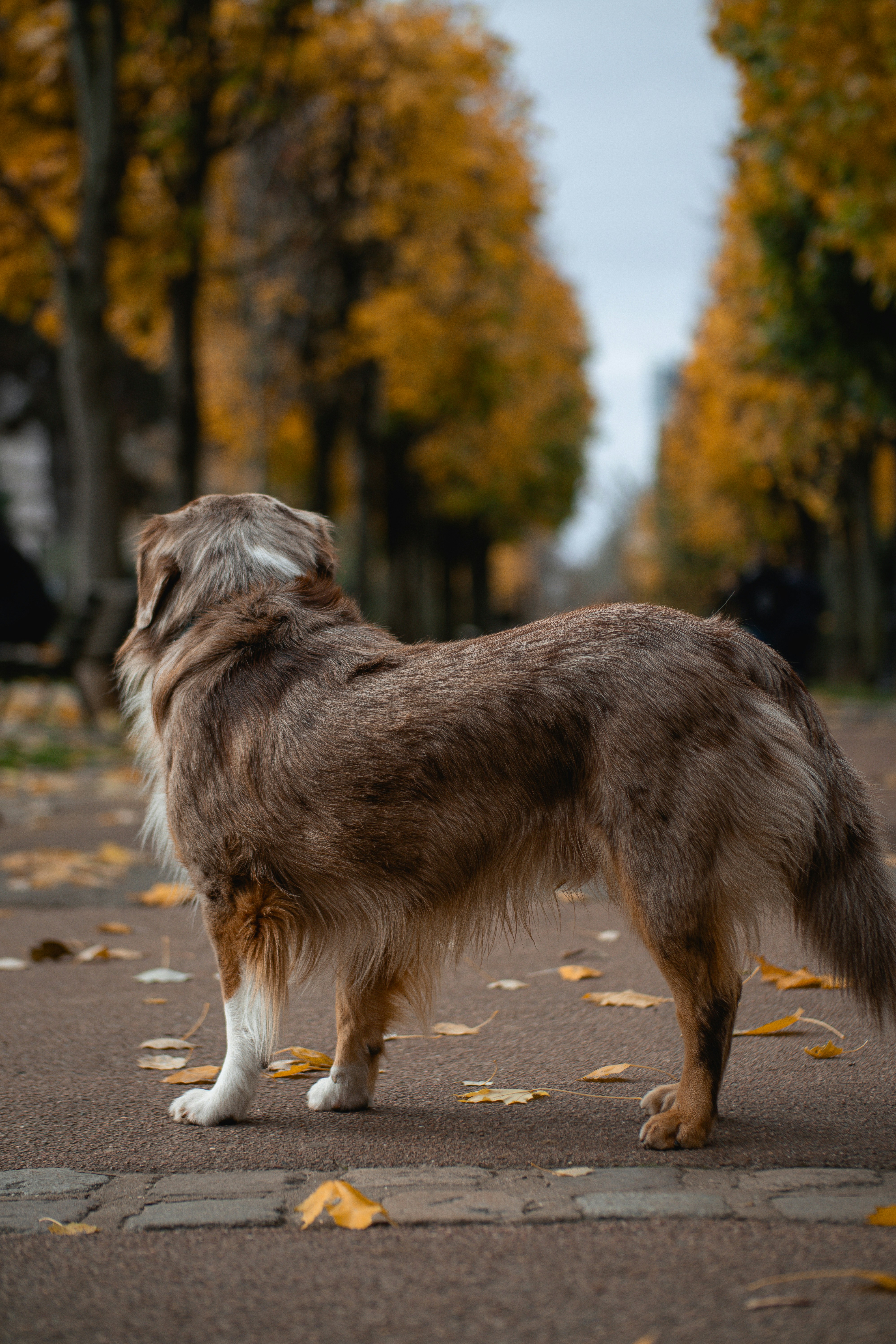 Autumn Couch: A Loyal Sentinel Stands Amid Maple Avenues