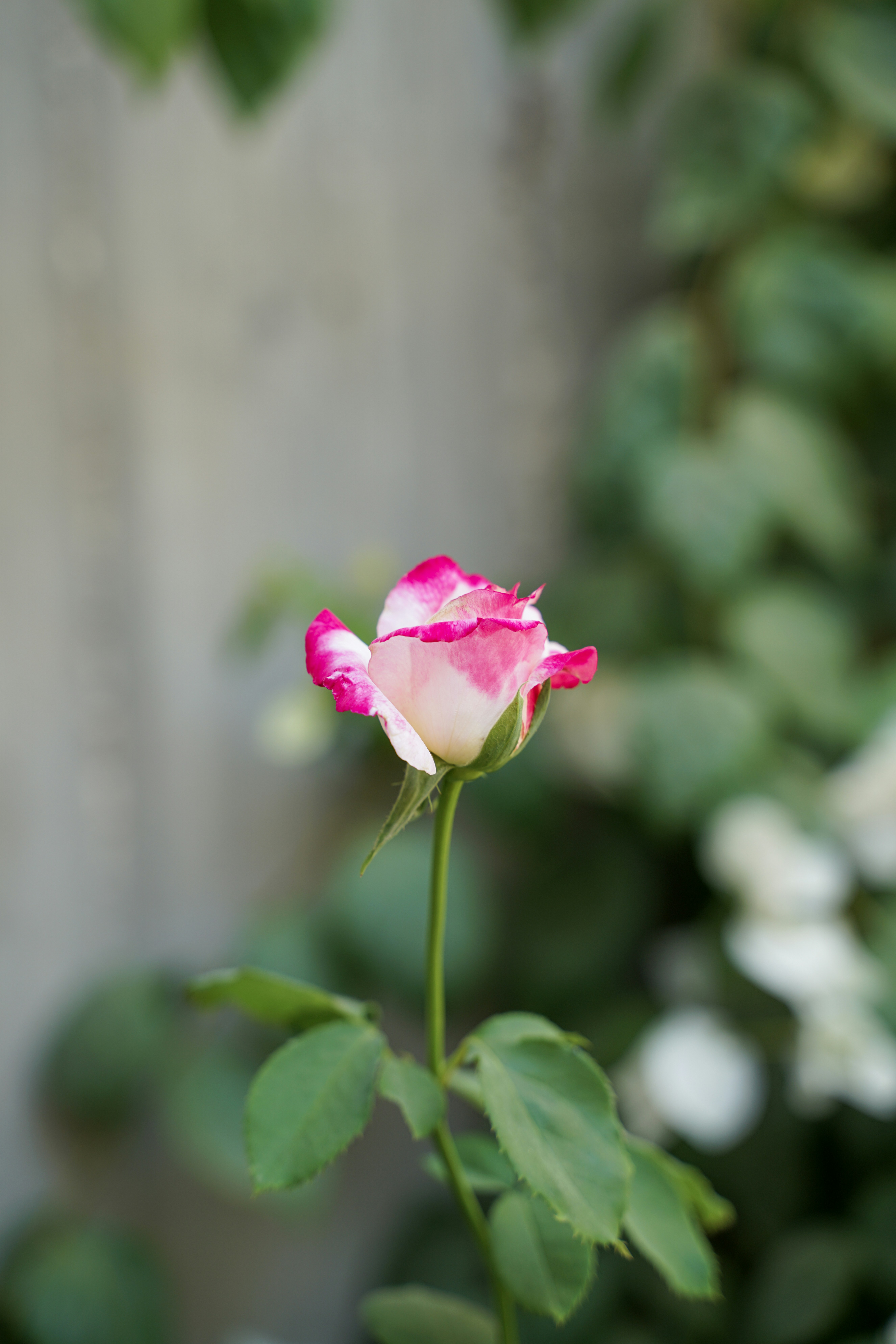 Rose Petal Snapshot: A Pink-and-White Bud in Soft Focus