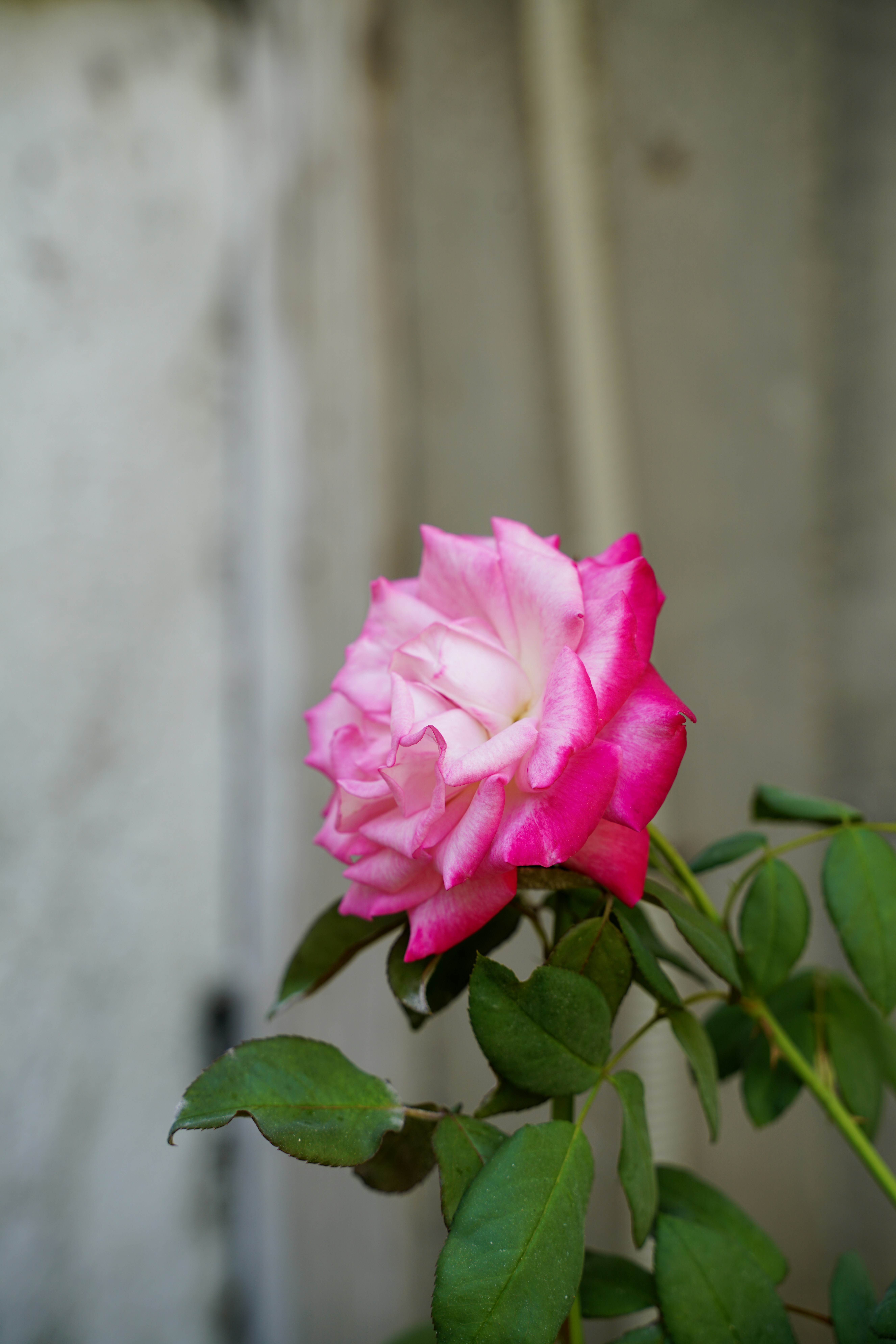 Pink Rose in Focus Against Concrete Backdrop