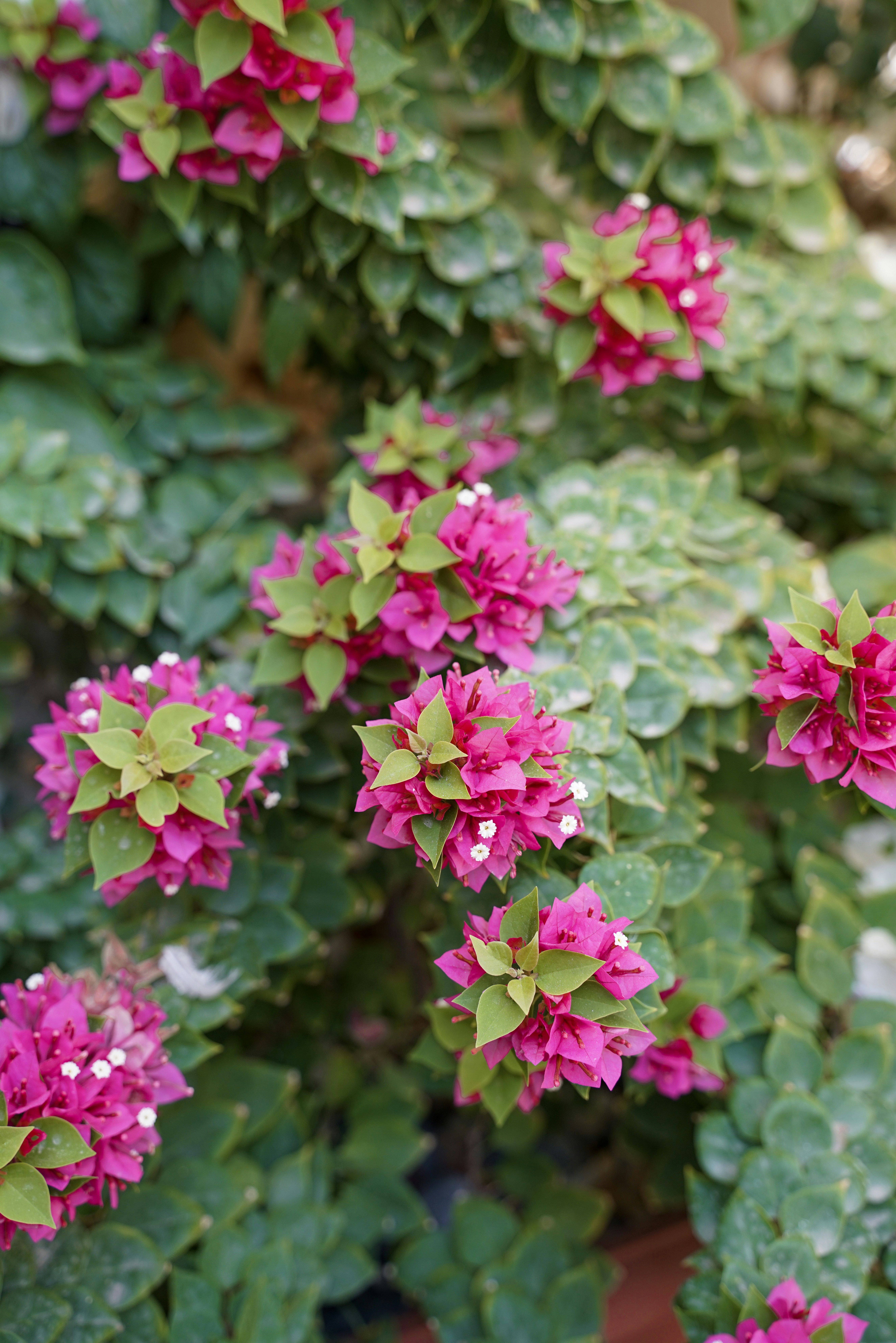 Photo by George 🦅 with Sony Alpha 7R II