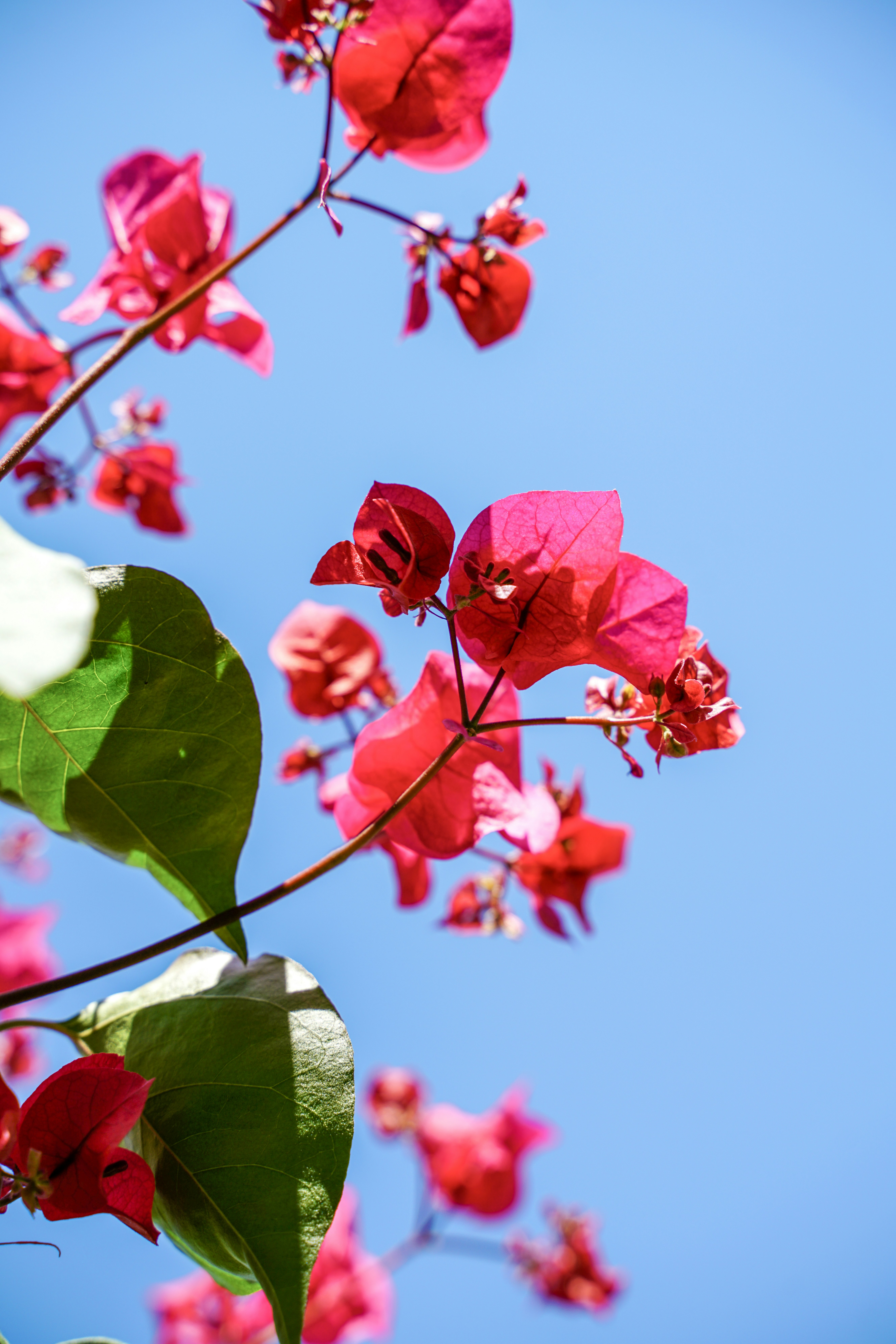 Crimson Blooms Against a Sky Blueprint