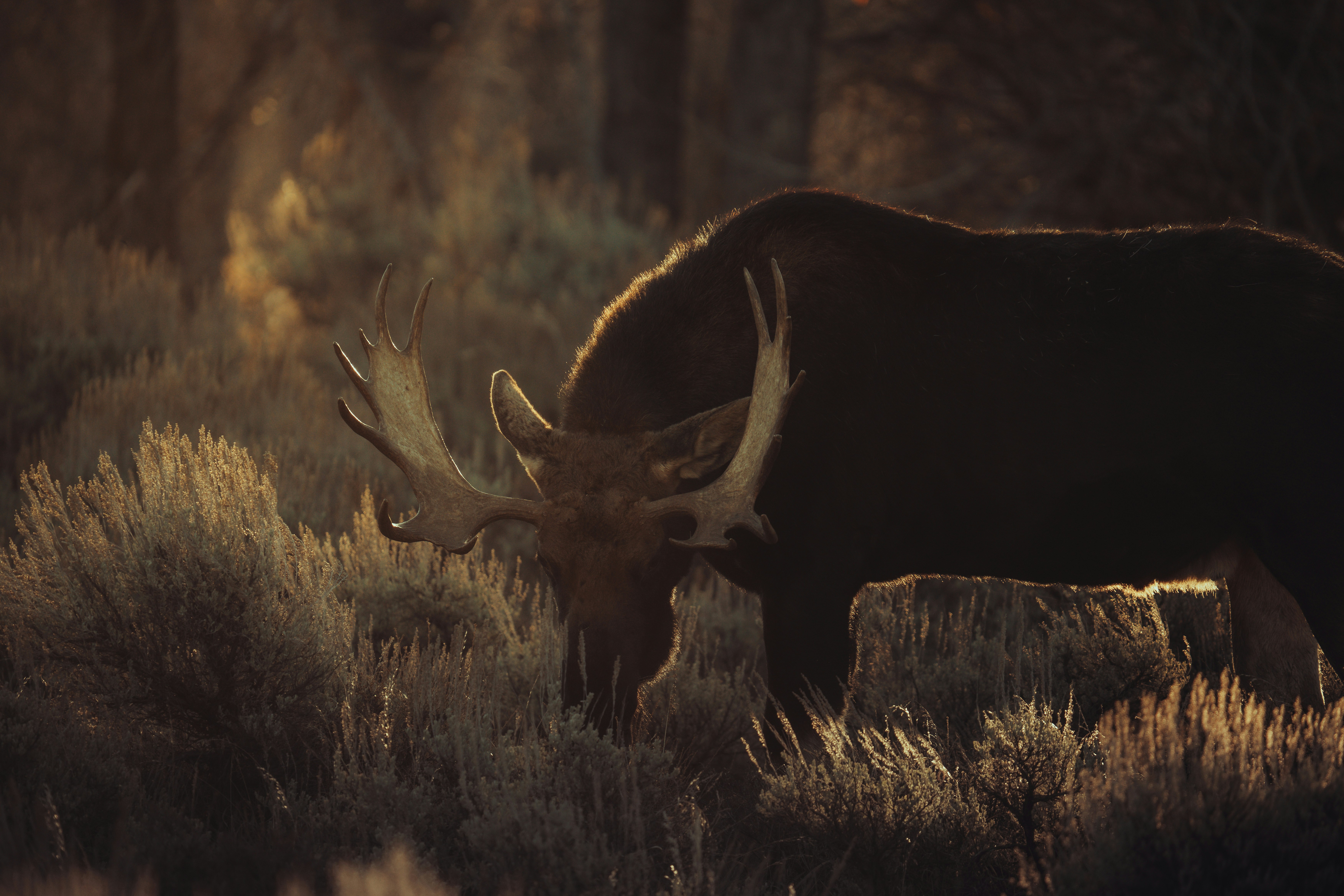 Shadowed Bull on the Sage Arches at Dusk