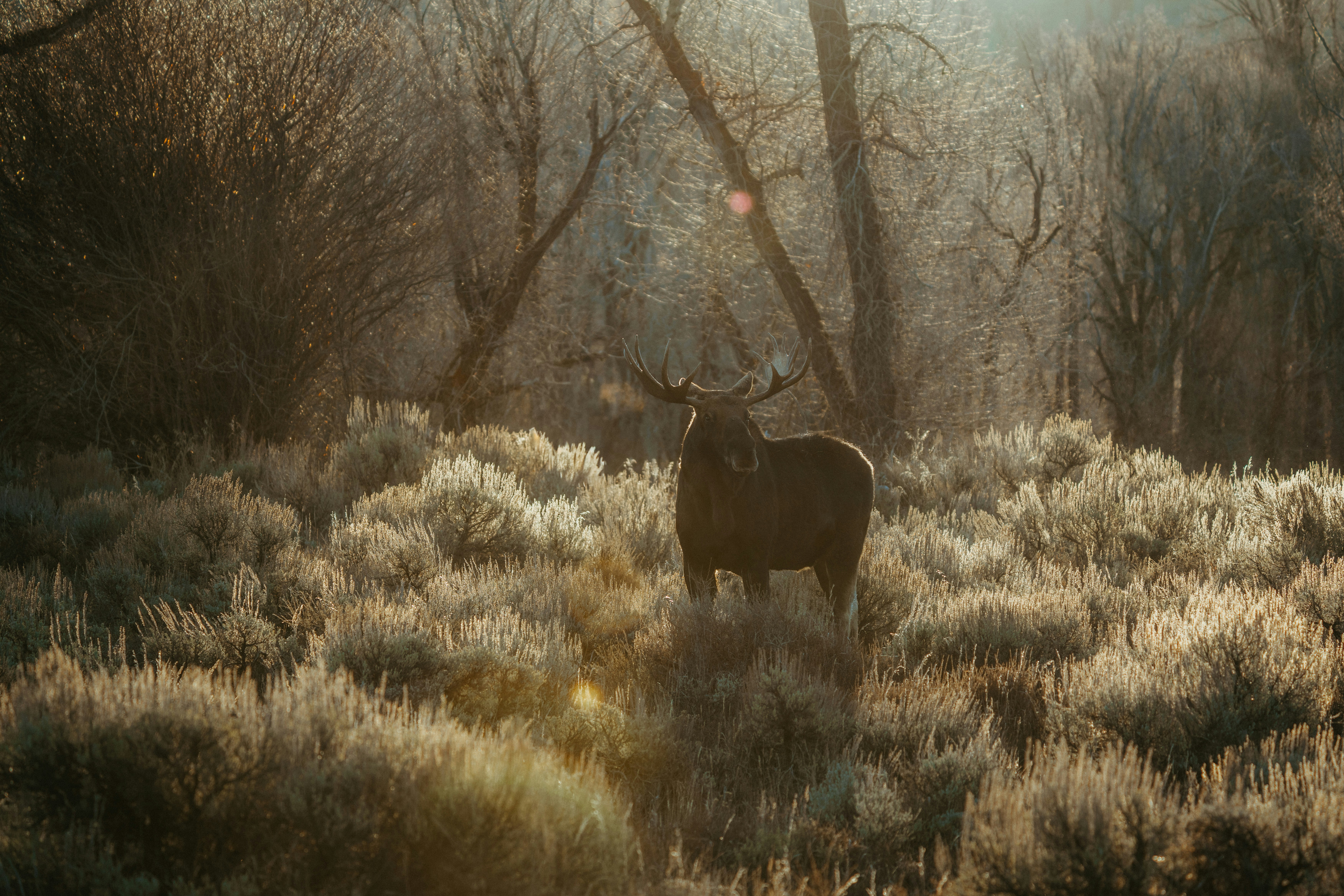Emerald Thicket Stag at Dusk