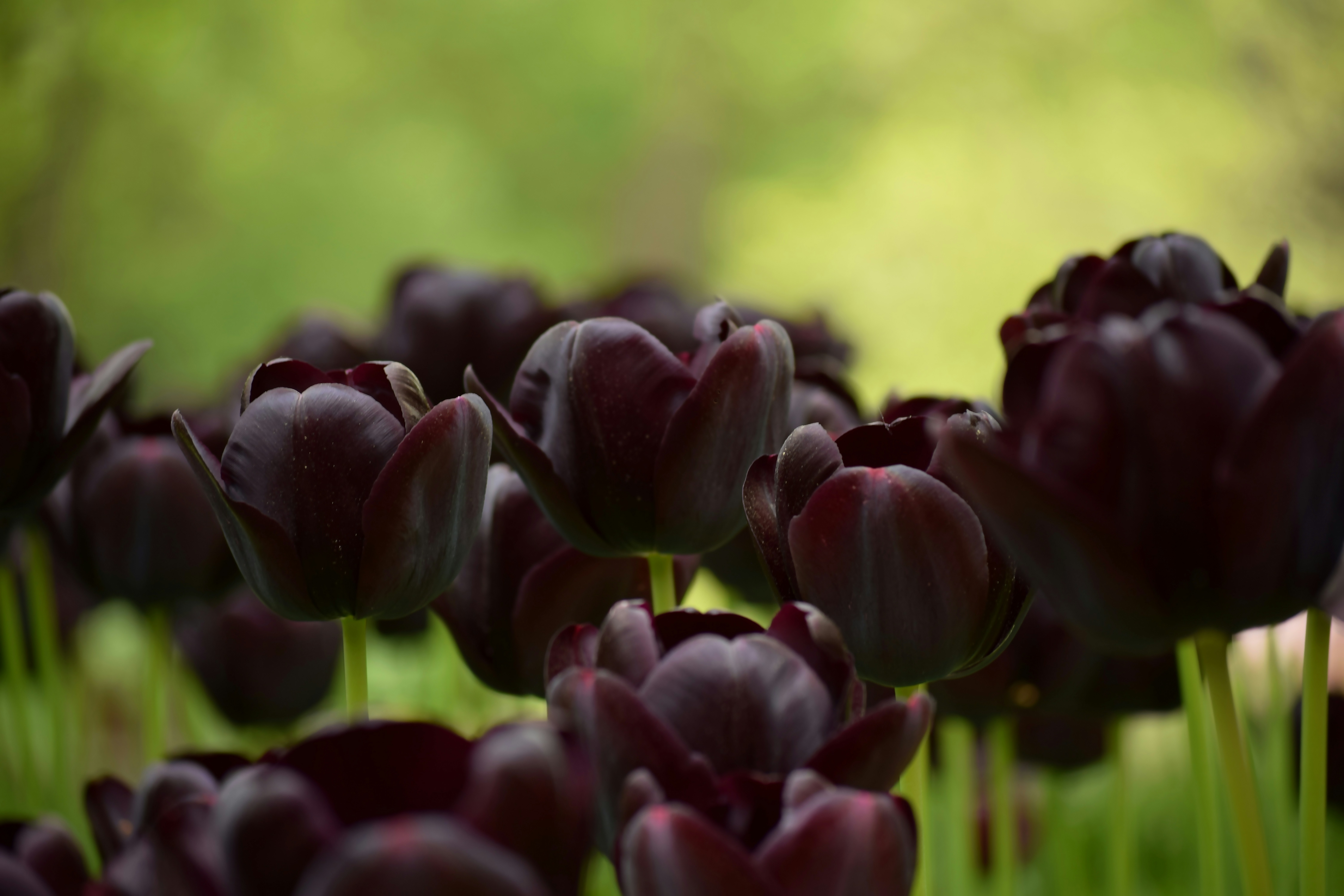 Midnight Blooms: A Sea of Velvet Tulips in Soft Backlight