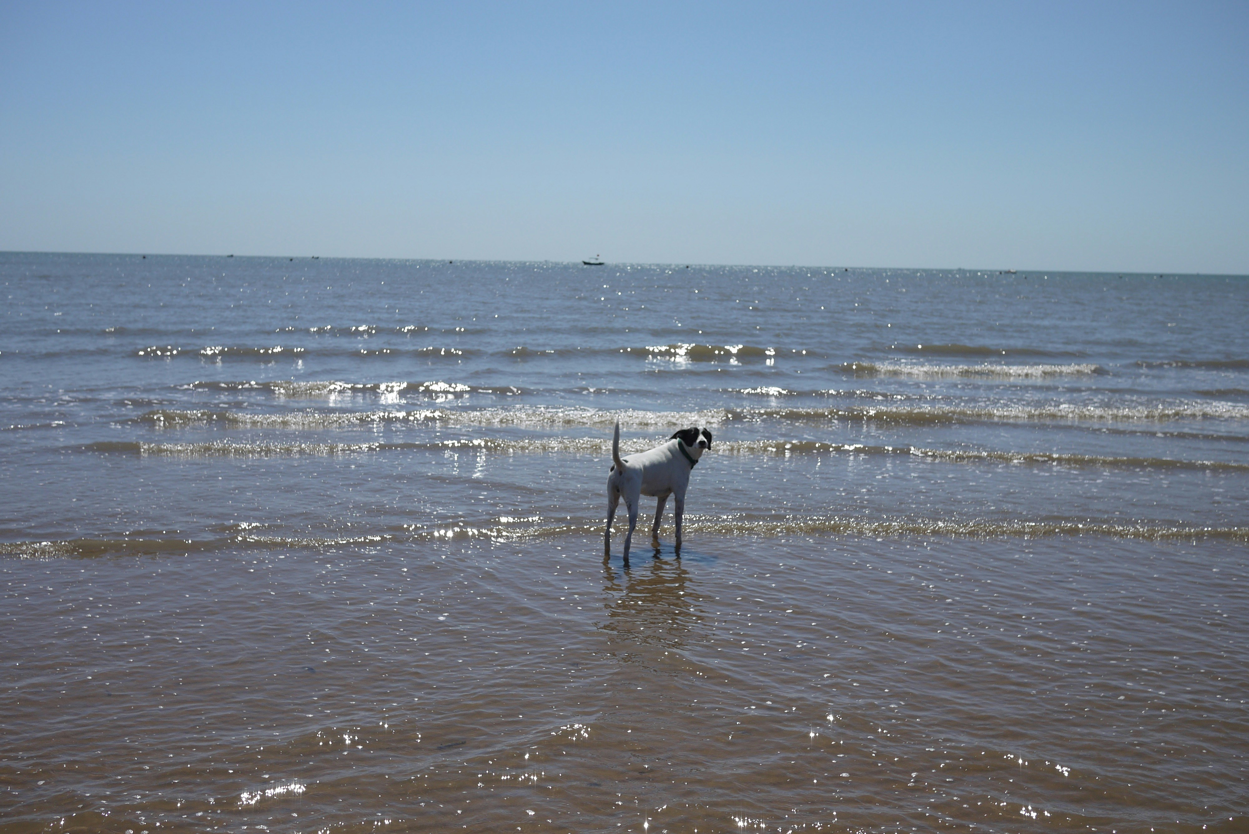 Canine at the Shore: A lone dog wading into the calm Atlantic light