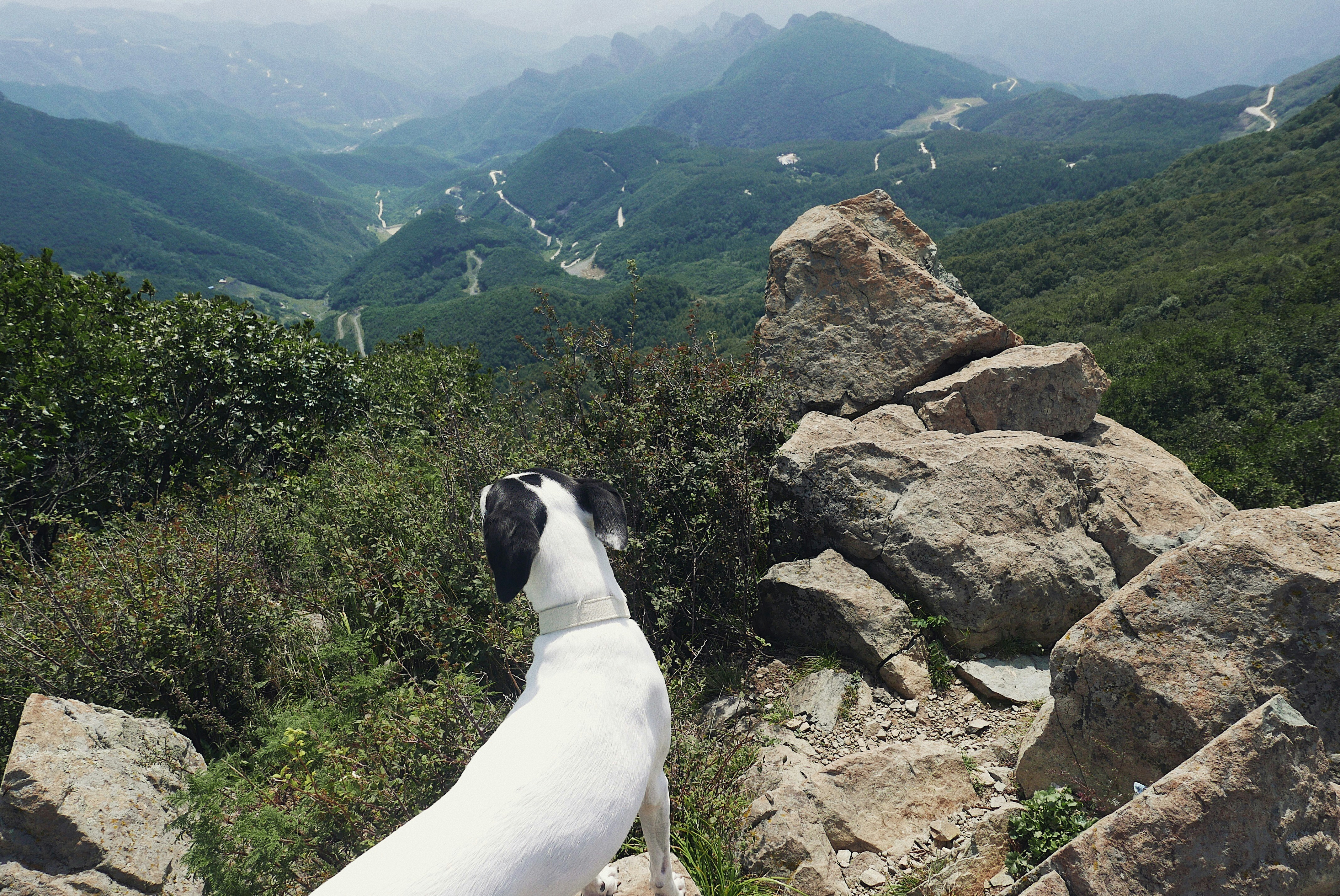 Dog gazes toward a vast mountain pass from a rocky overlook