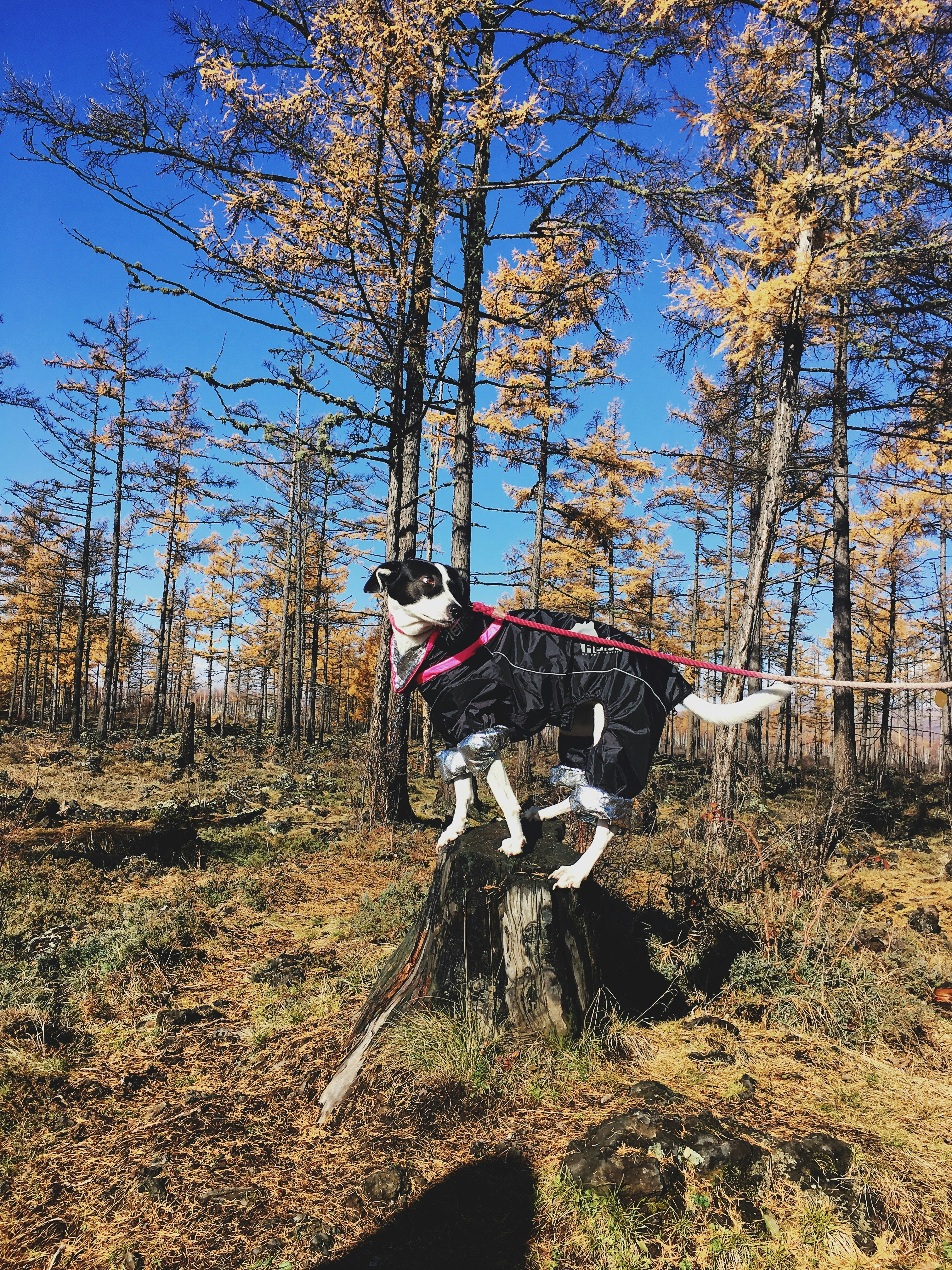Dog on a log in a sunlit autumn forest