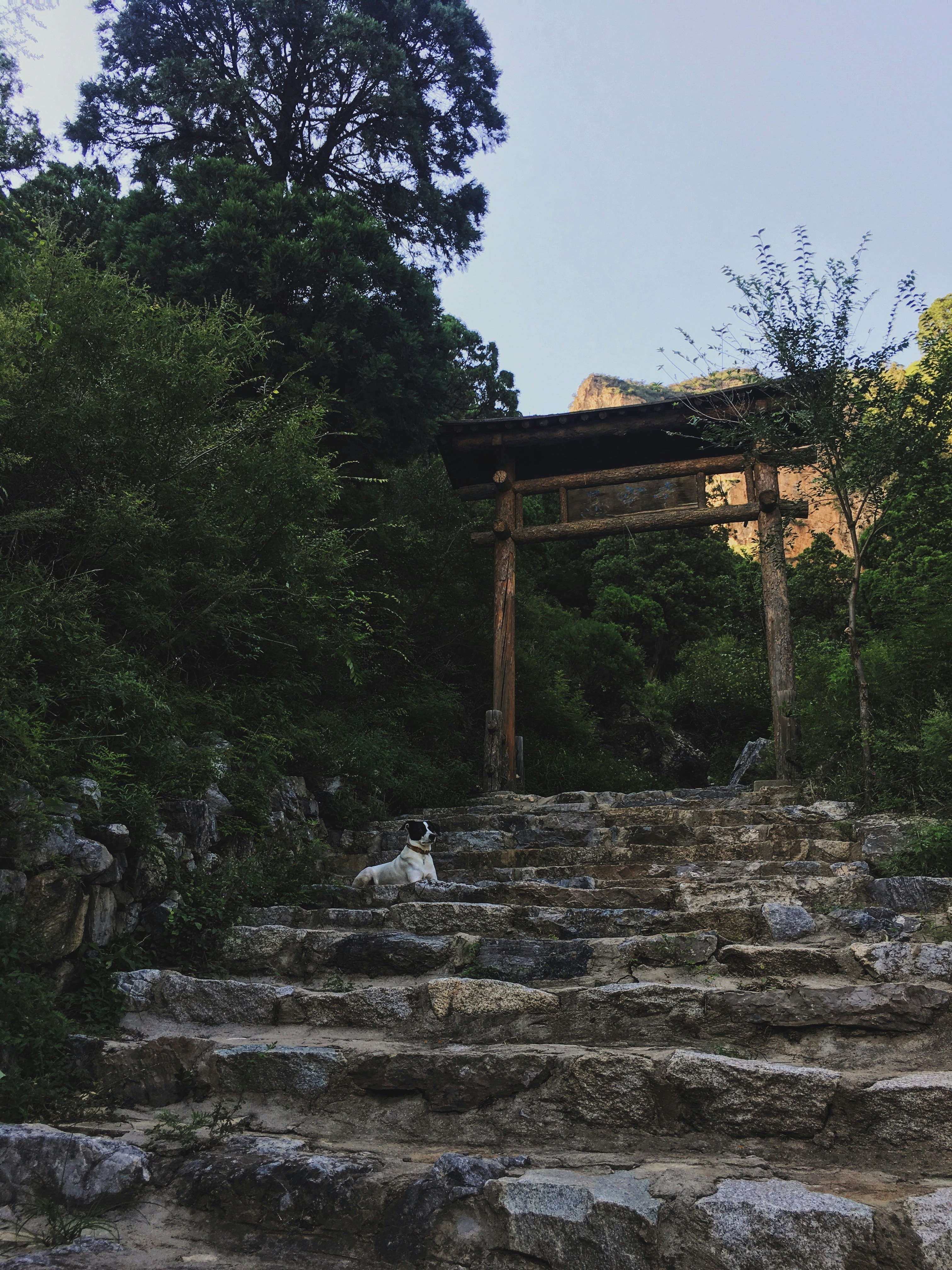 Stone Steps to the Torii: A Quiet Path Through Greenery