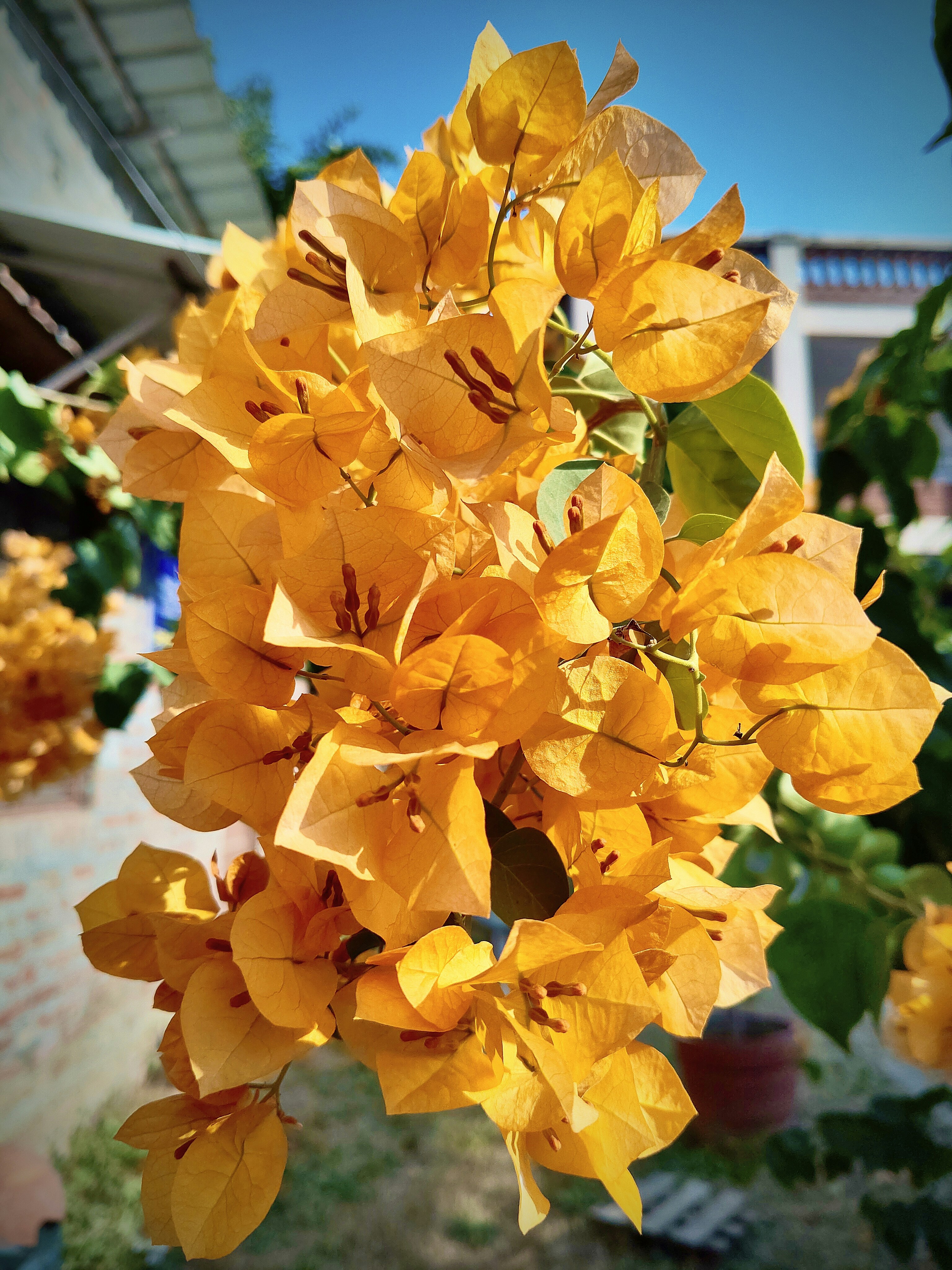 Cluster of bright orange bougainvillea flowers