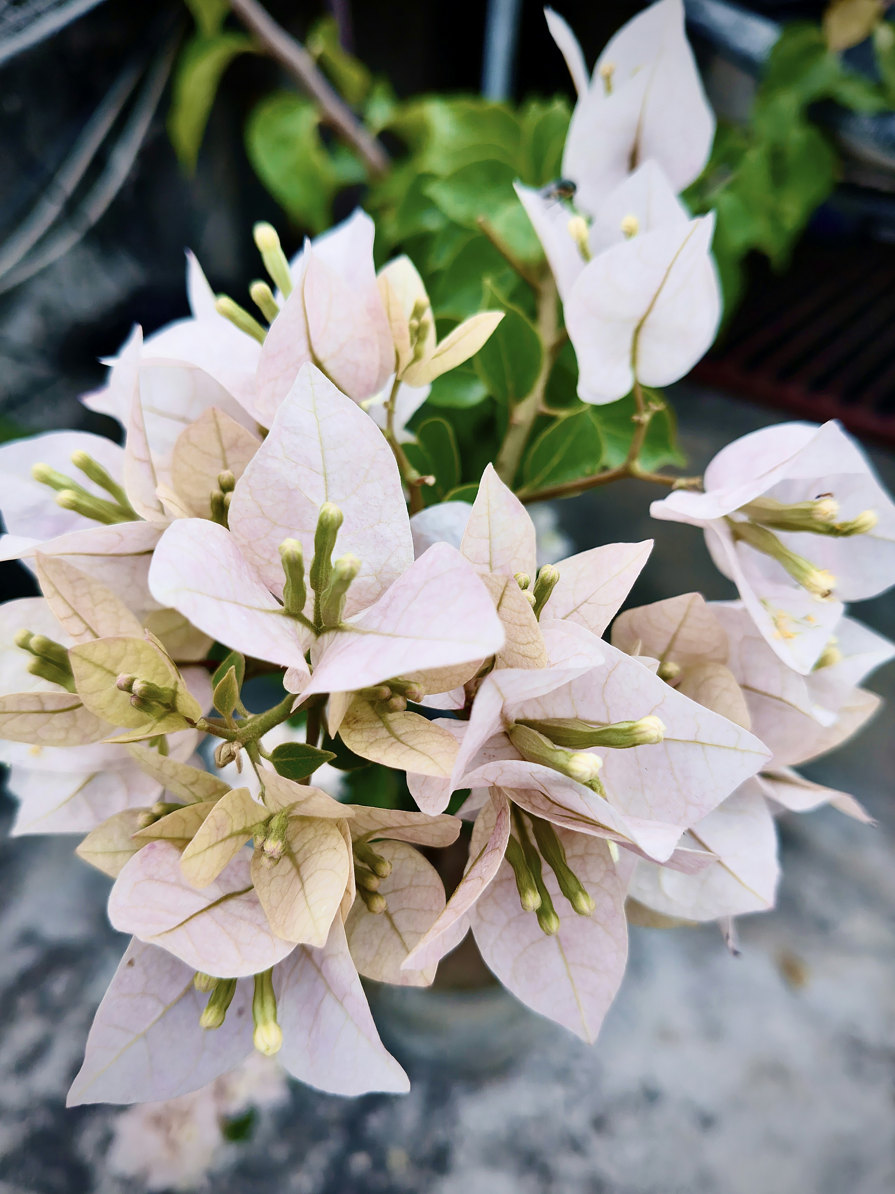 Photo by Taranjot Kaur with OnePlus Nord CE4