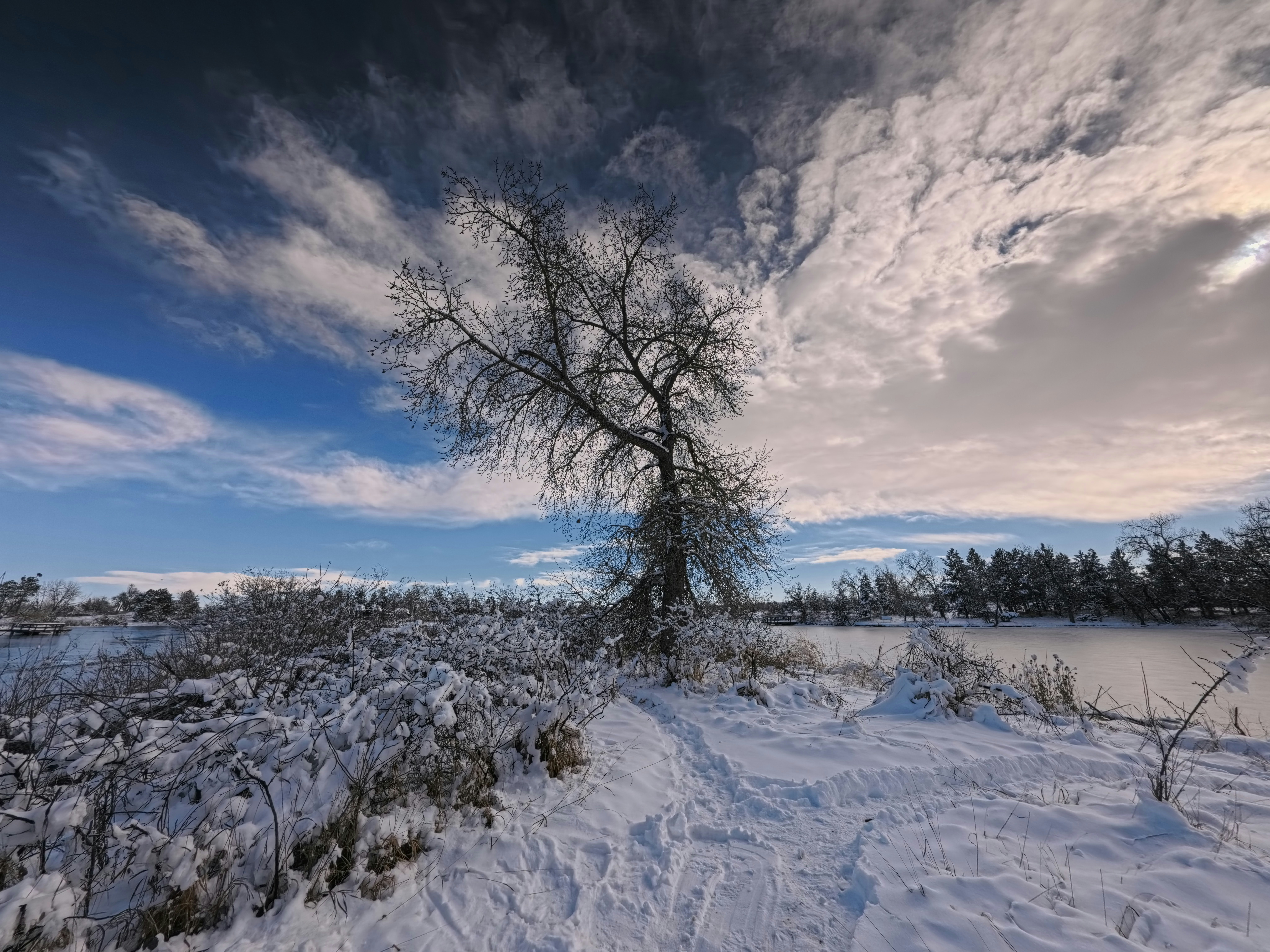 Bare tree in a snowy landscape under a cloudy sky