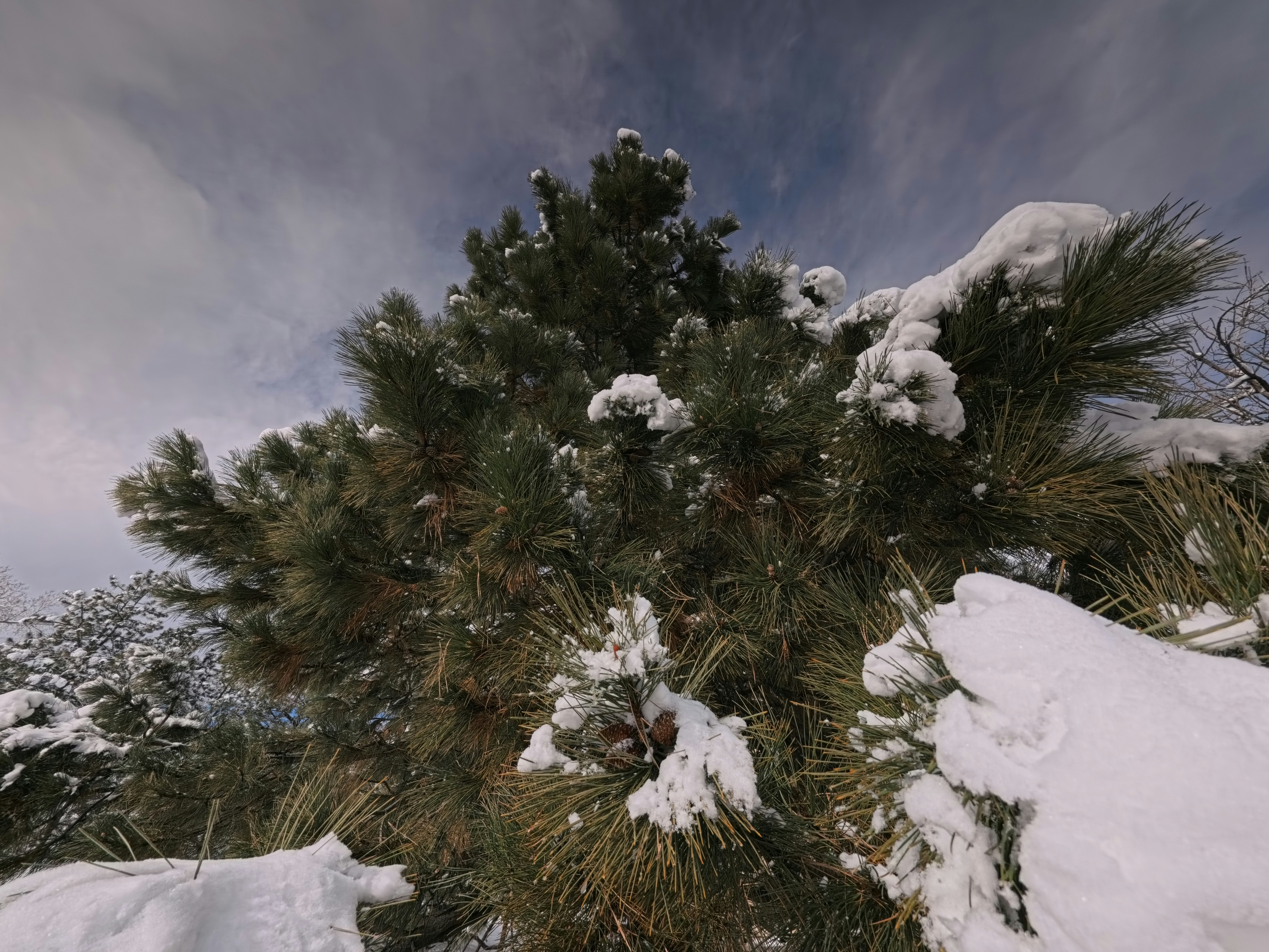 Snow-Covered Pine Panorama Under a Partly Clouded Sky